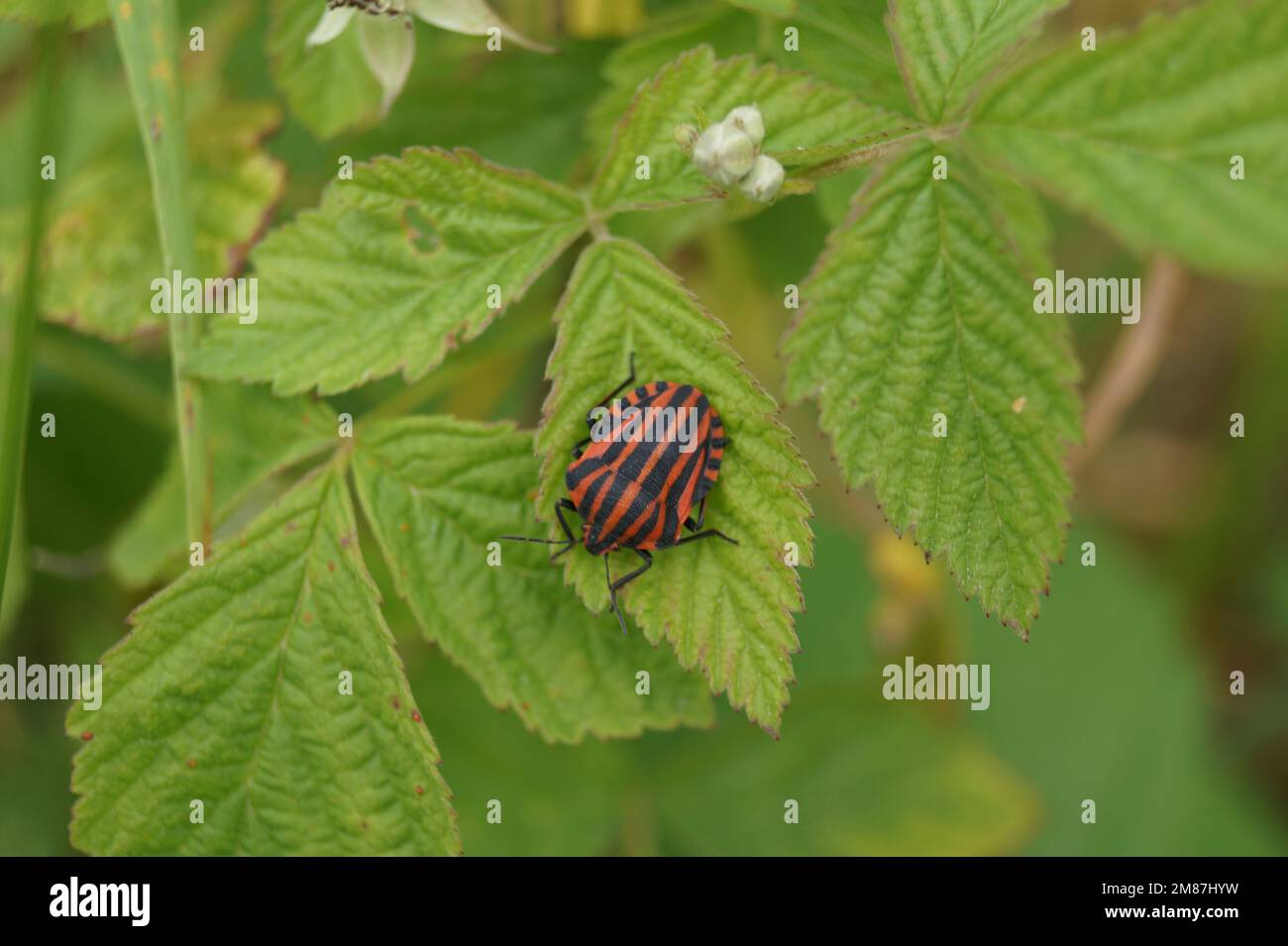 Red beetle black stripes sitting hi-res stock photography and images ...