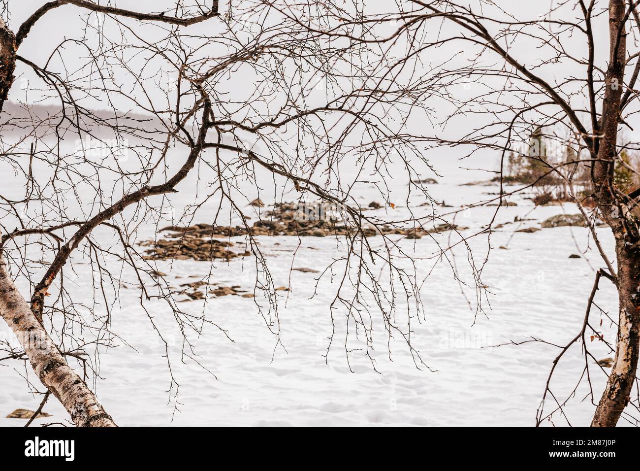 View through arch of leaning northern birch trees on frozen lake ...