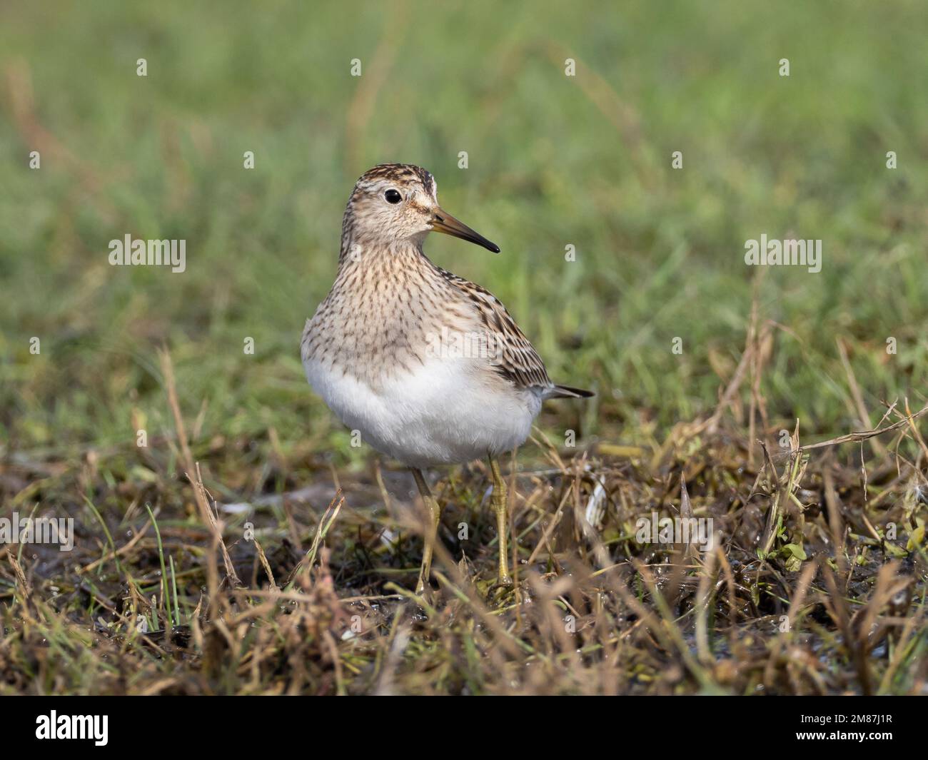 Pectoral sandpiper water hi-res stock photography and images - Alamy