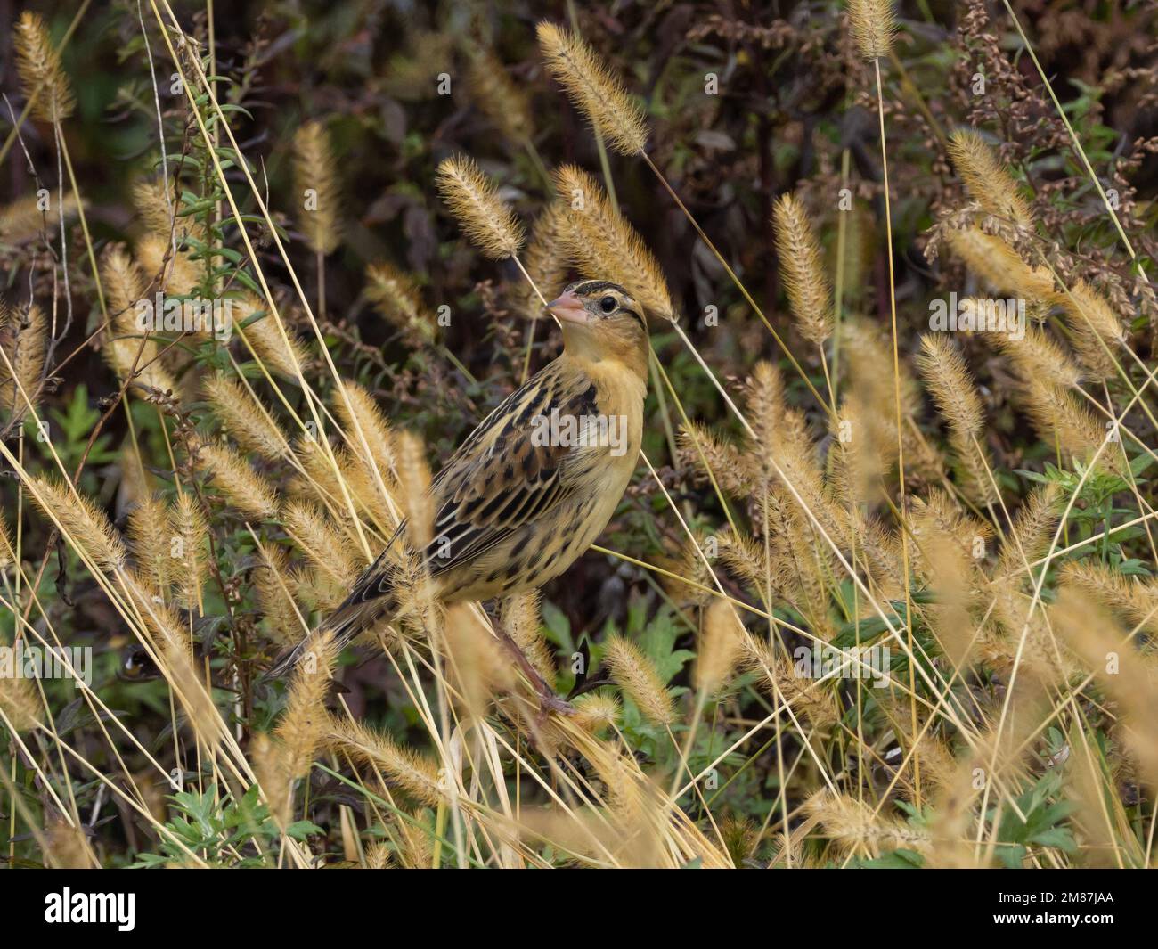 A bobolink in basic winter plumage feeding amongst dry grass seed heads ...
