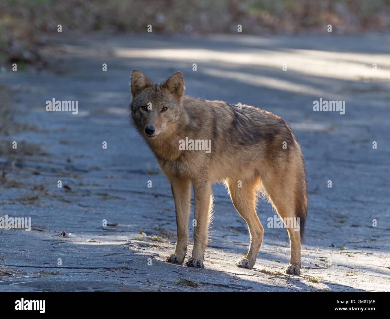 A Coyote standing on the trail looking at the camera Stock Photo - Alamy