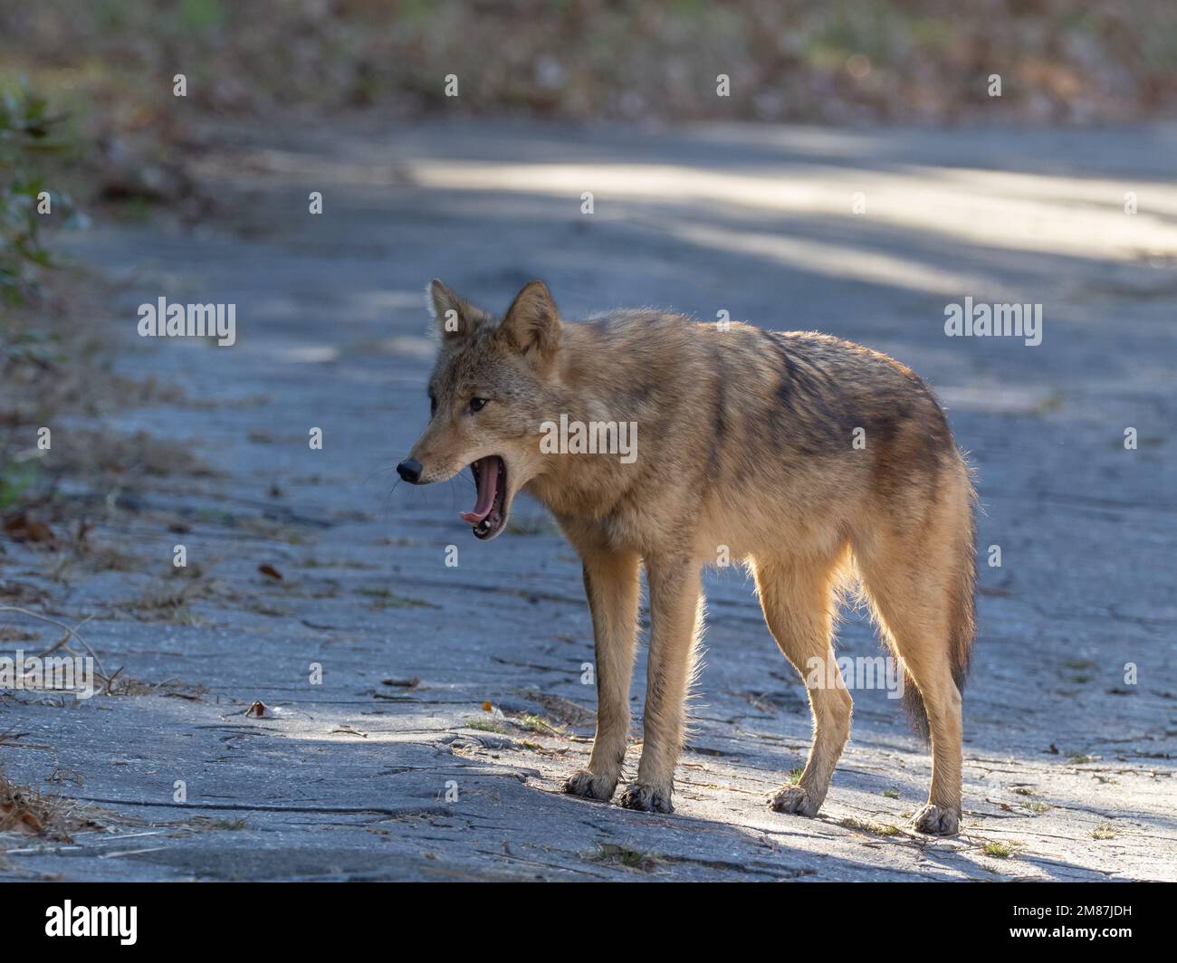 A Coyote standing on the trail looking and yawning Stock Photo - Alamy