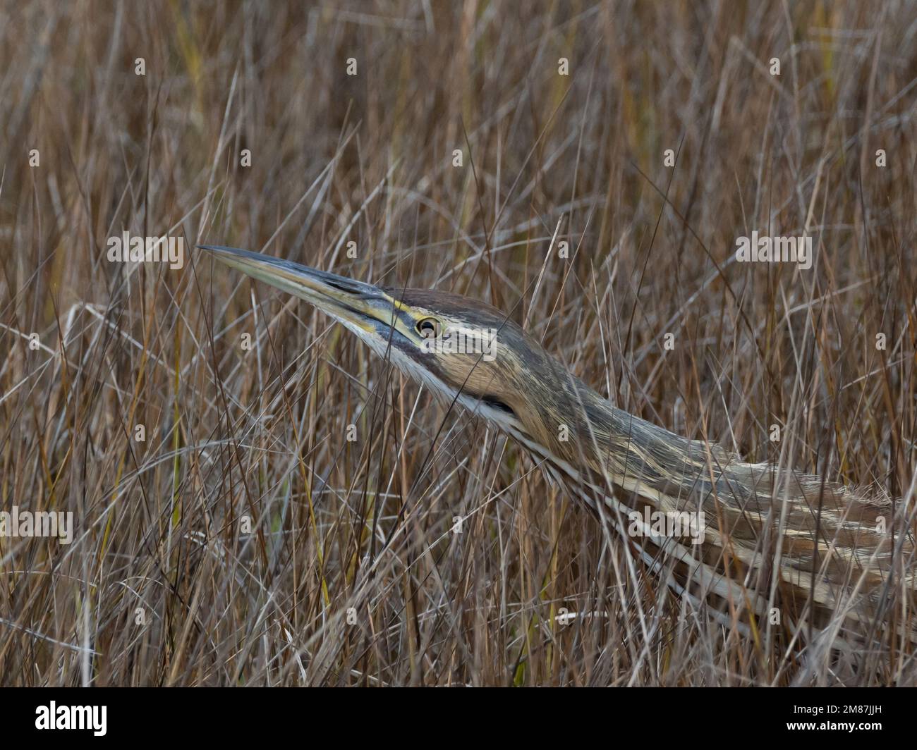 American Bittern hunting in a reedbed Stock Photo - Alamy