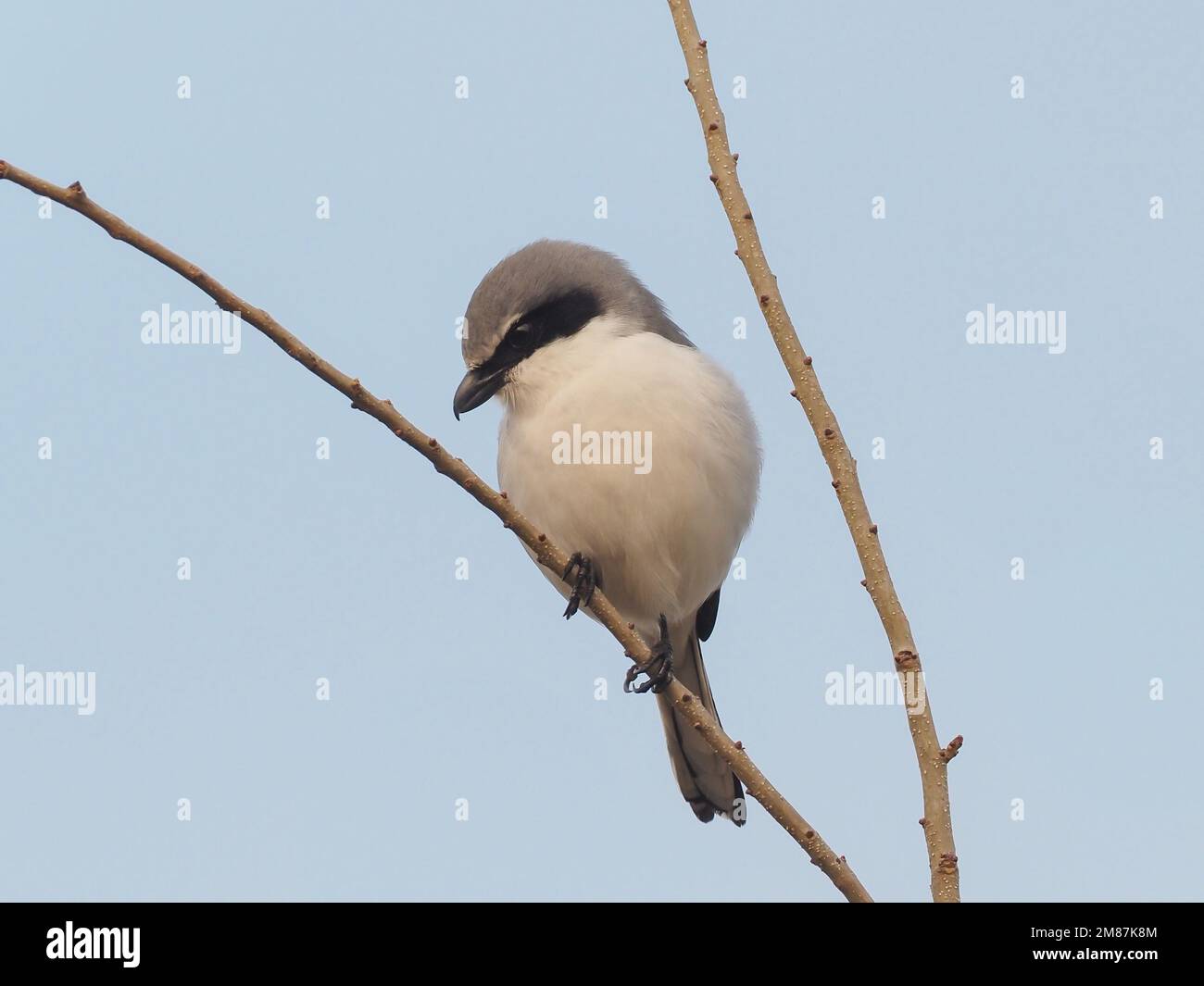 Close up of a perched, hunting Loggerhead Shrike Stock Photo - Alamy