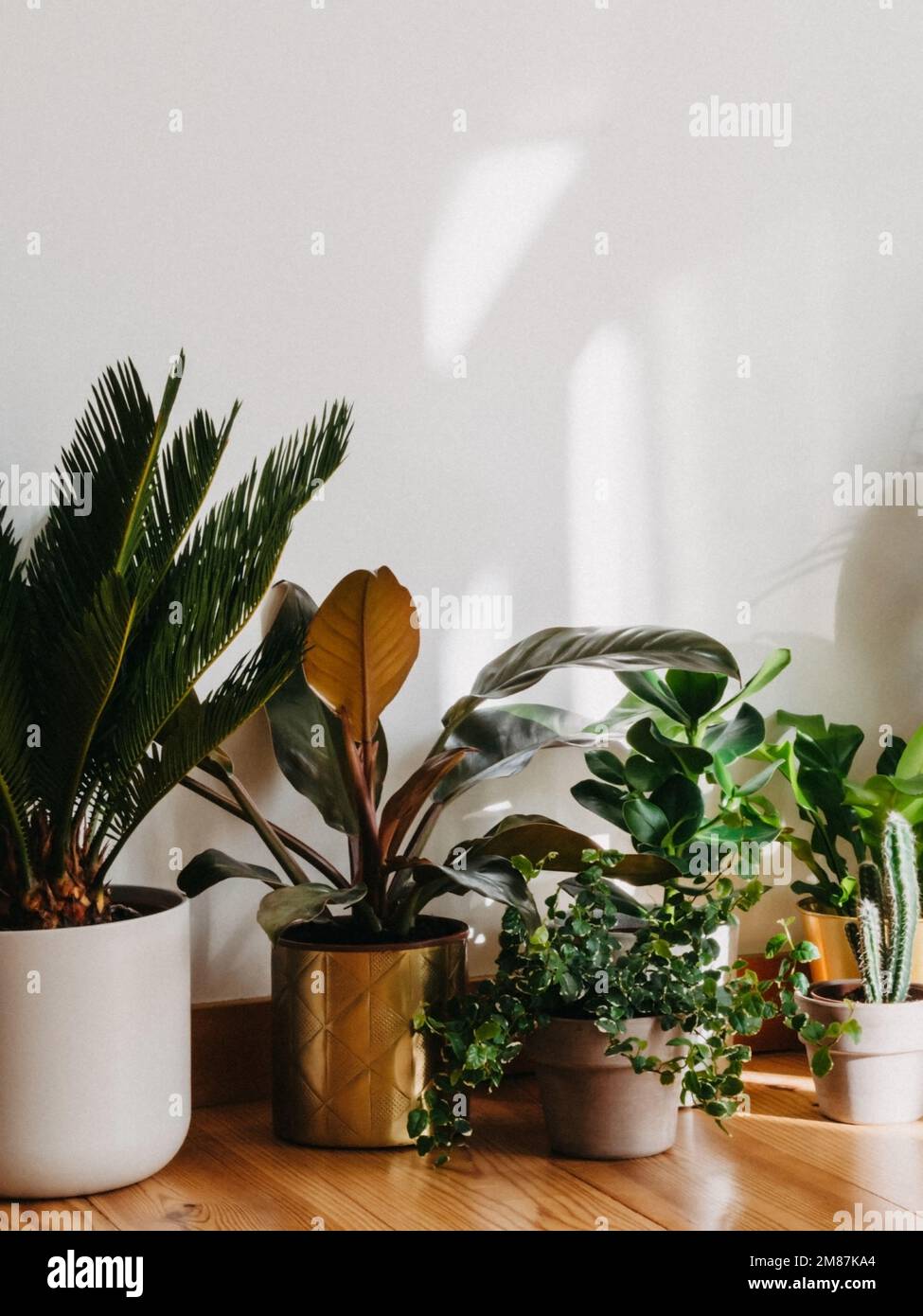 Stylish interior of with many different houseplants Interior with ...