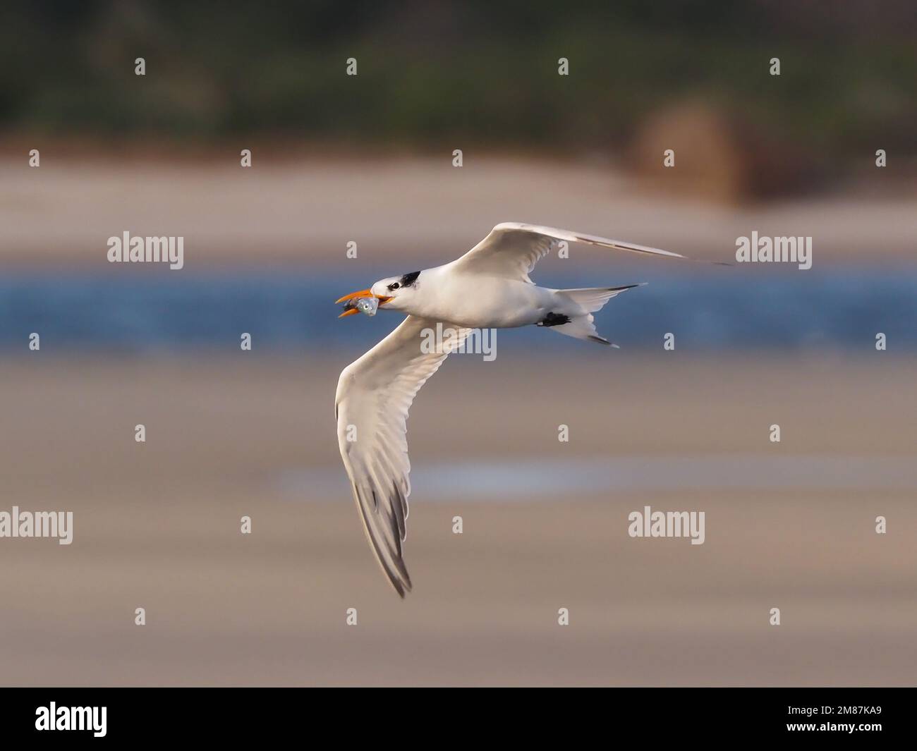 Royal Tern in flight with a recently captured fish in its beak Stock ...