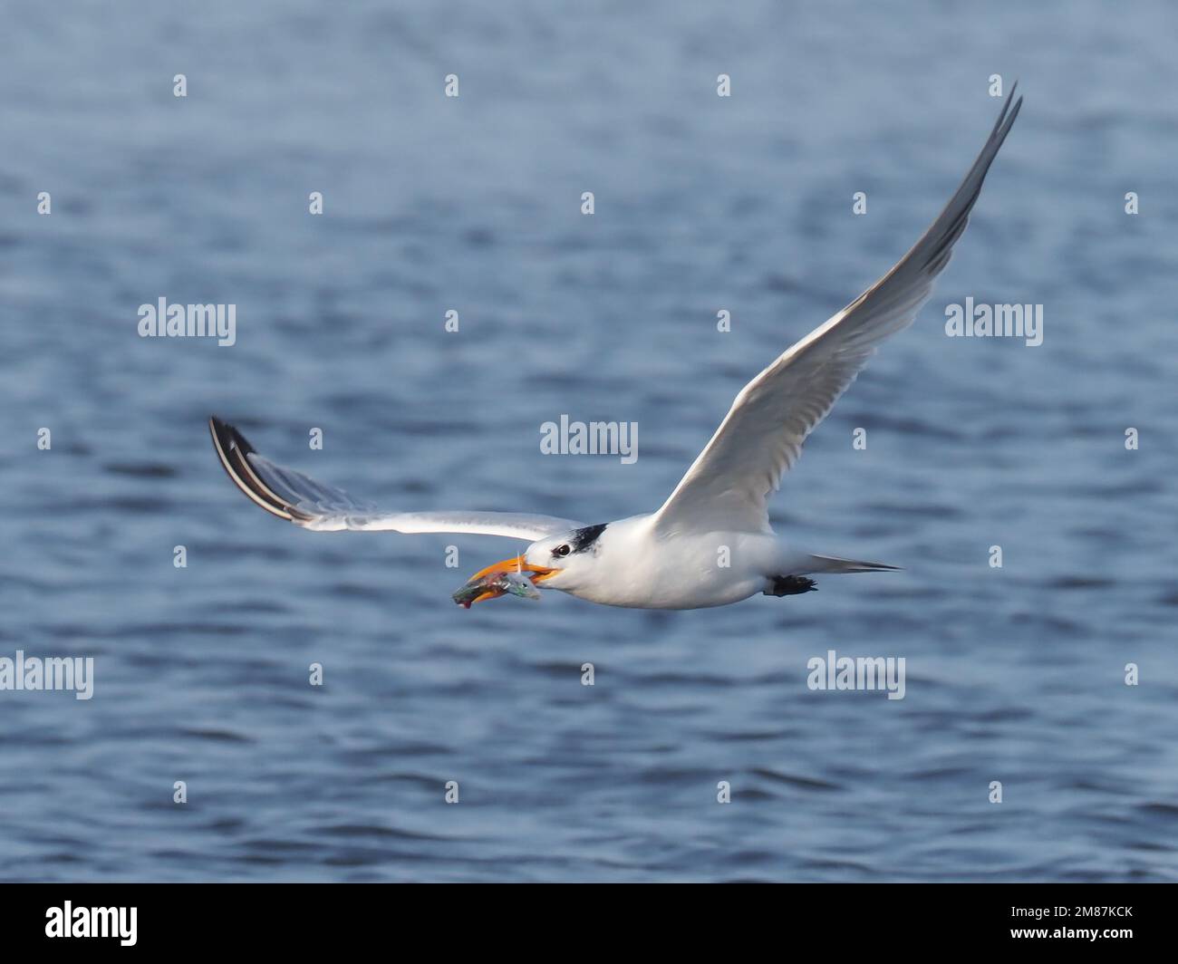Royal Tern in flight with a recently captured fish in its beak Stock ...