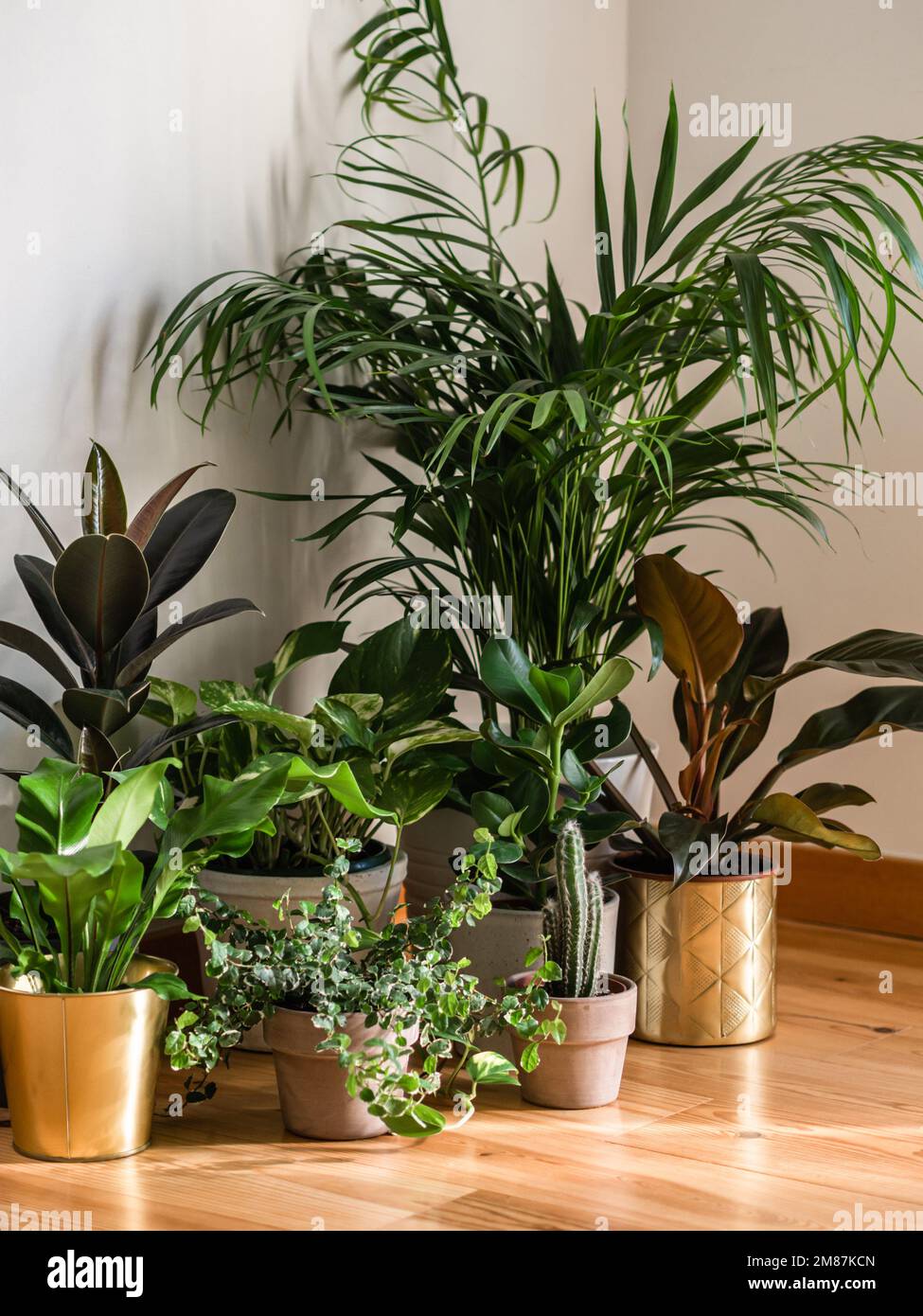 Stylish interior of with many different houseplants Interior with ...