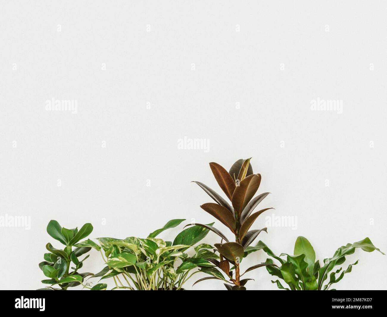 Various houseplants against white wall. Home decor, home design, home ...
