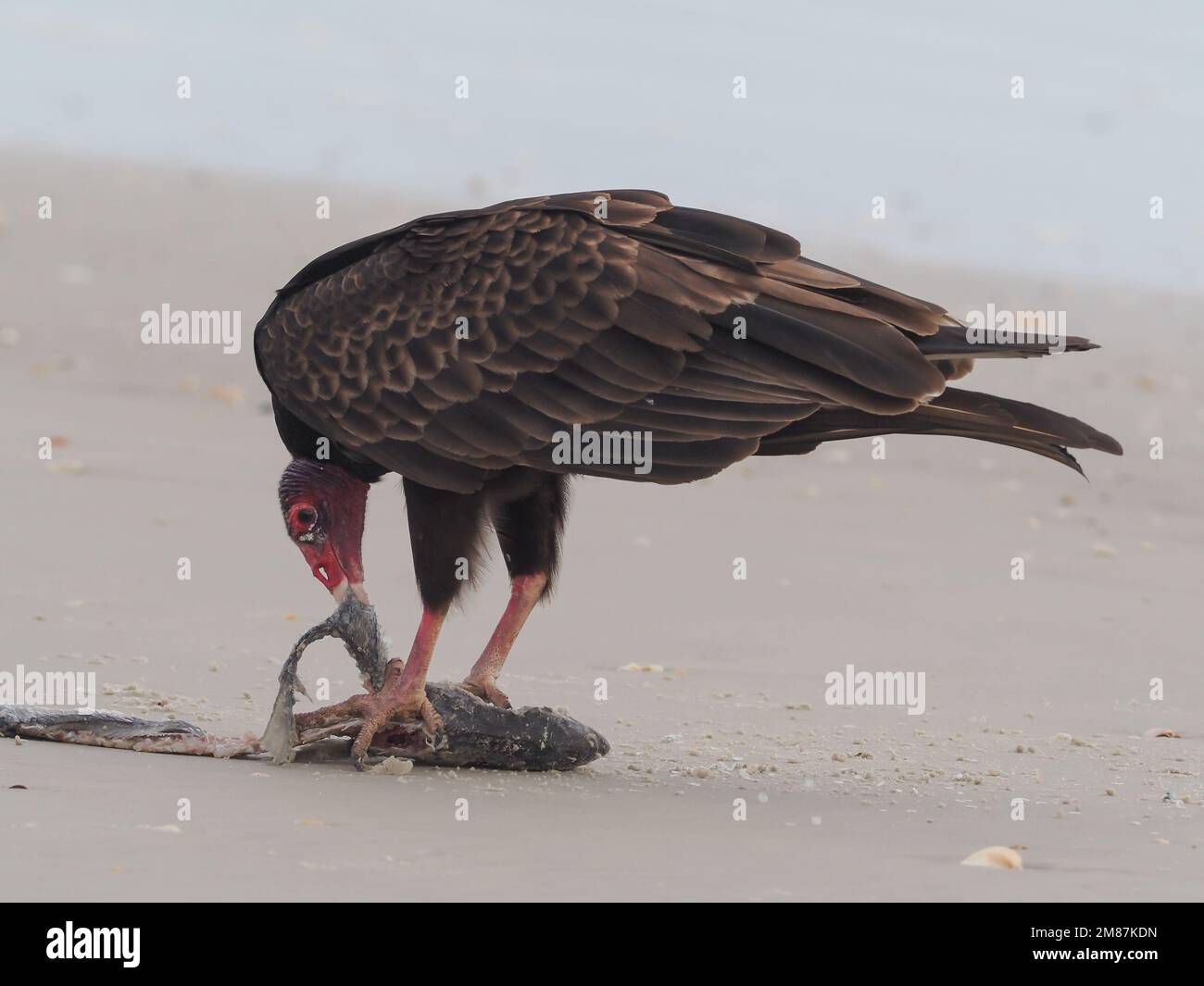 Close up of a Turkey Vulture scavenging the remains of a fish on a ...