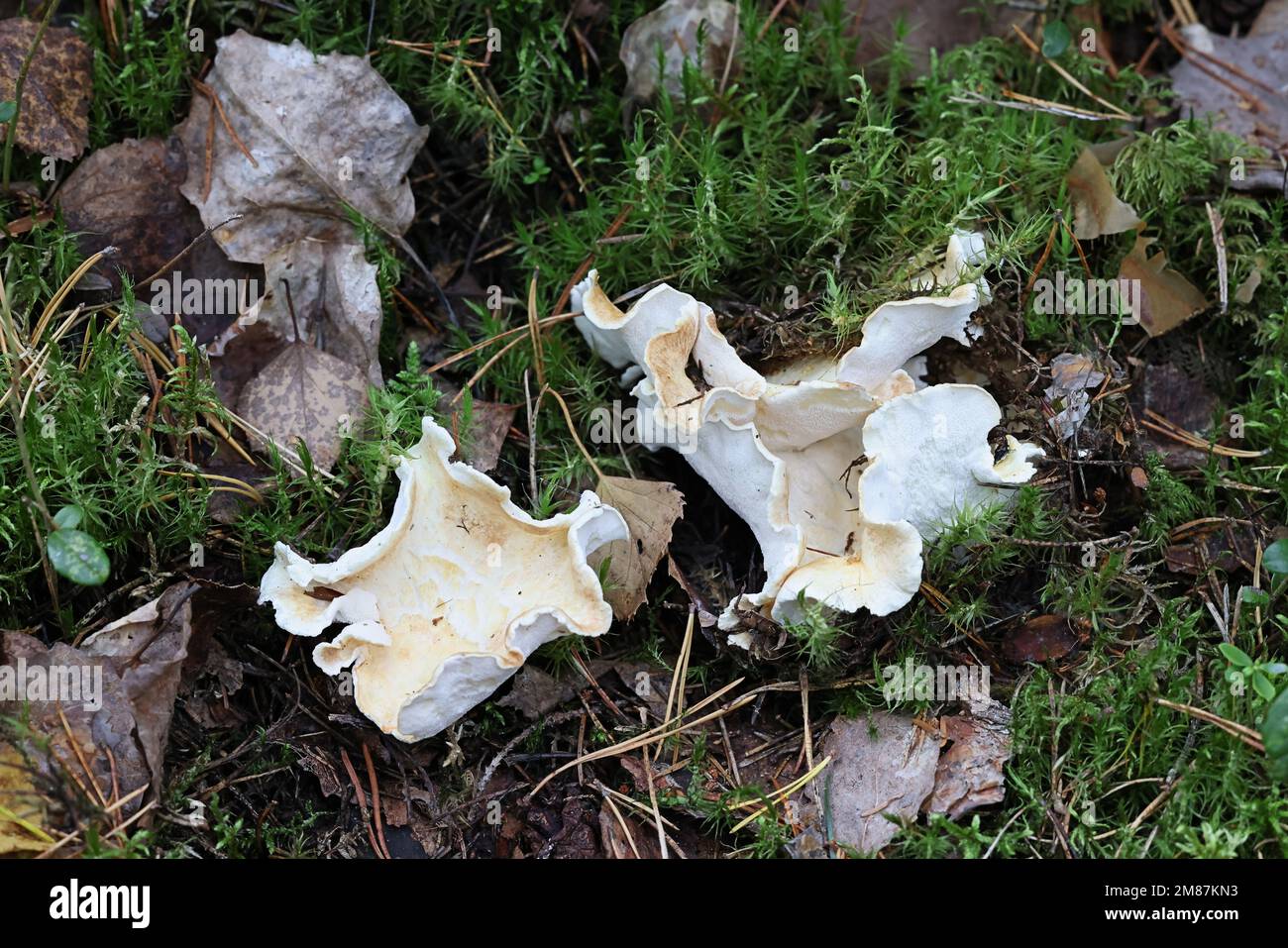 Albatrellus citrinus hi-res stock photography and images - Alamy