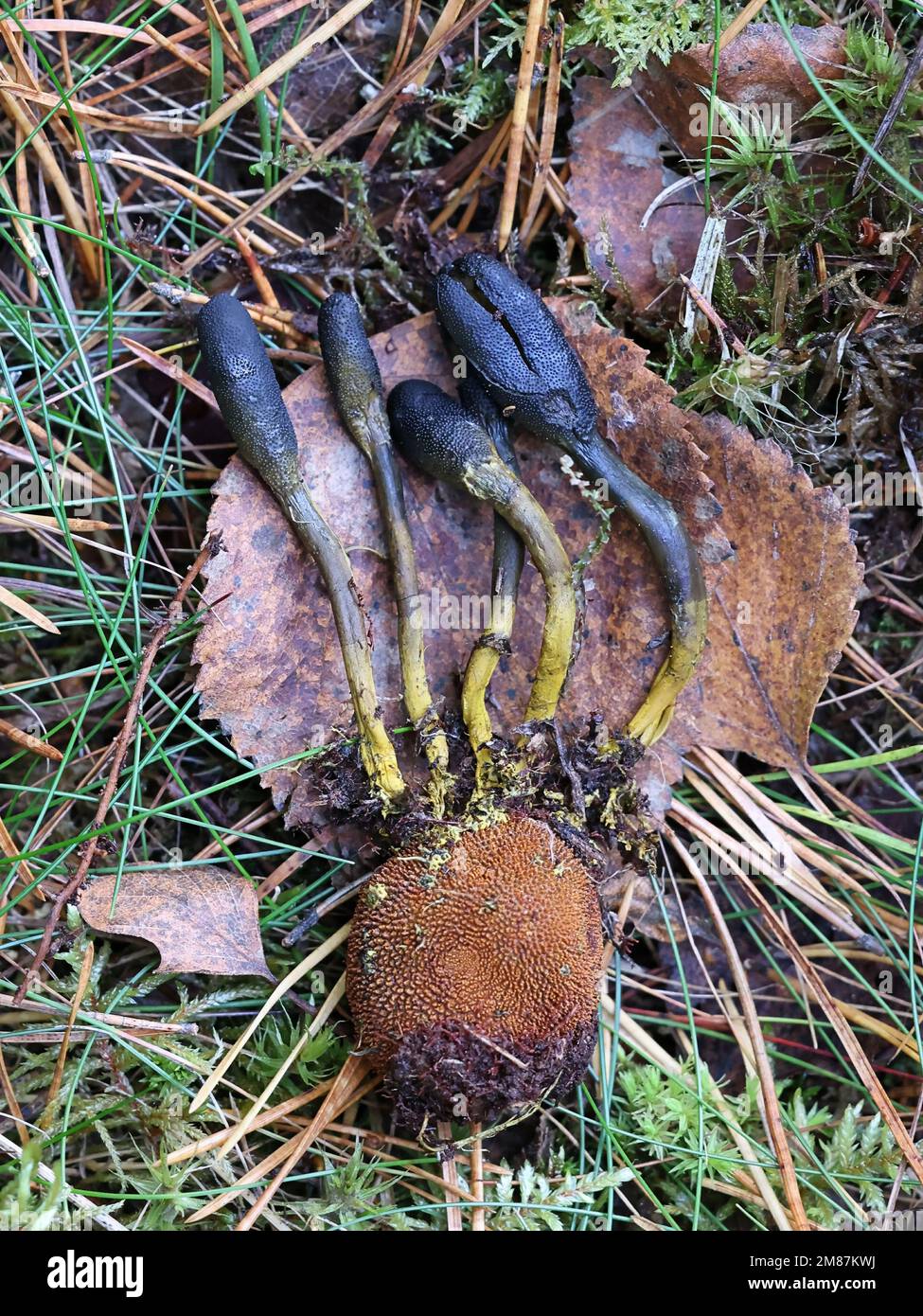 Tolypocladium capitatum, known as the Drumstick Truffleclub parasitic ...