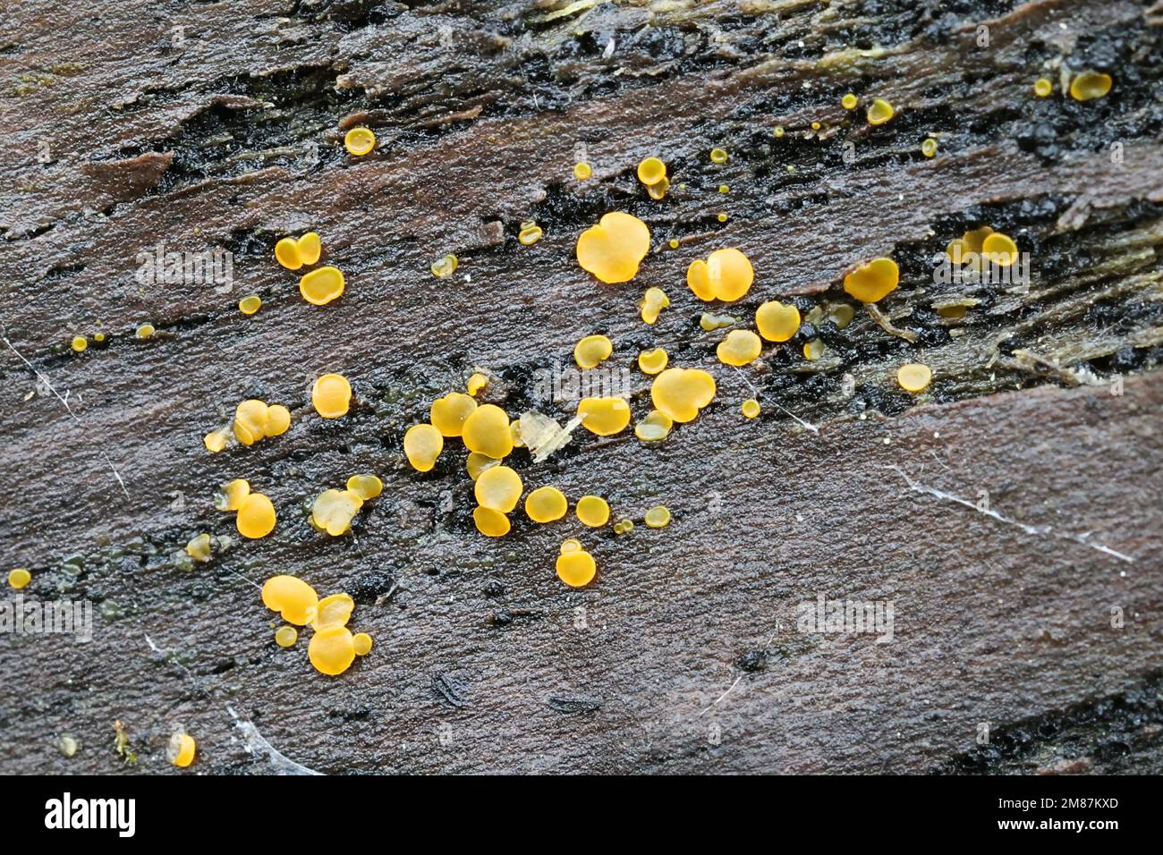 Orbilia xanthostigma, also called Orbilia delicatula, known as common ...