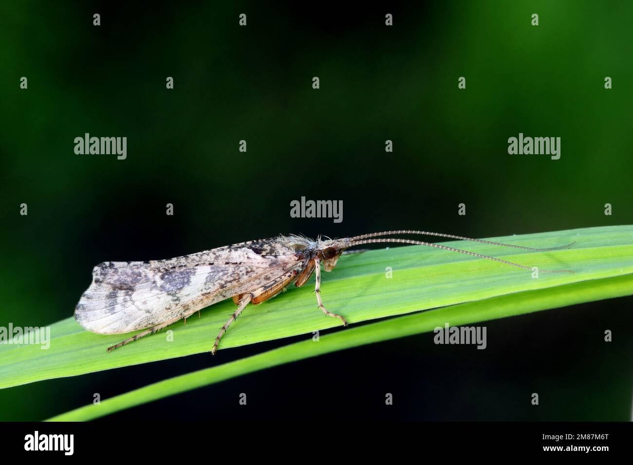 Pellucidus glyphotaelius hi-res stock photography and images - Alamy