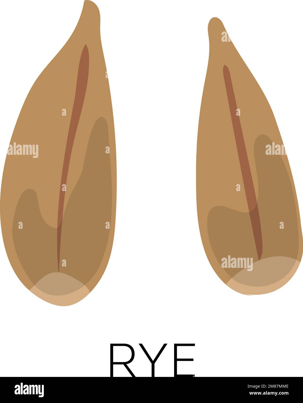 Rye grain illustration Cut Out Stock Images & Pictures - Alamy