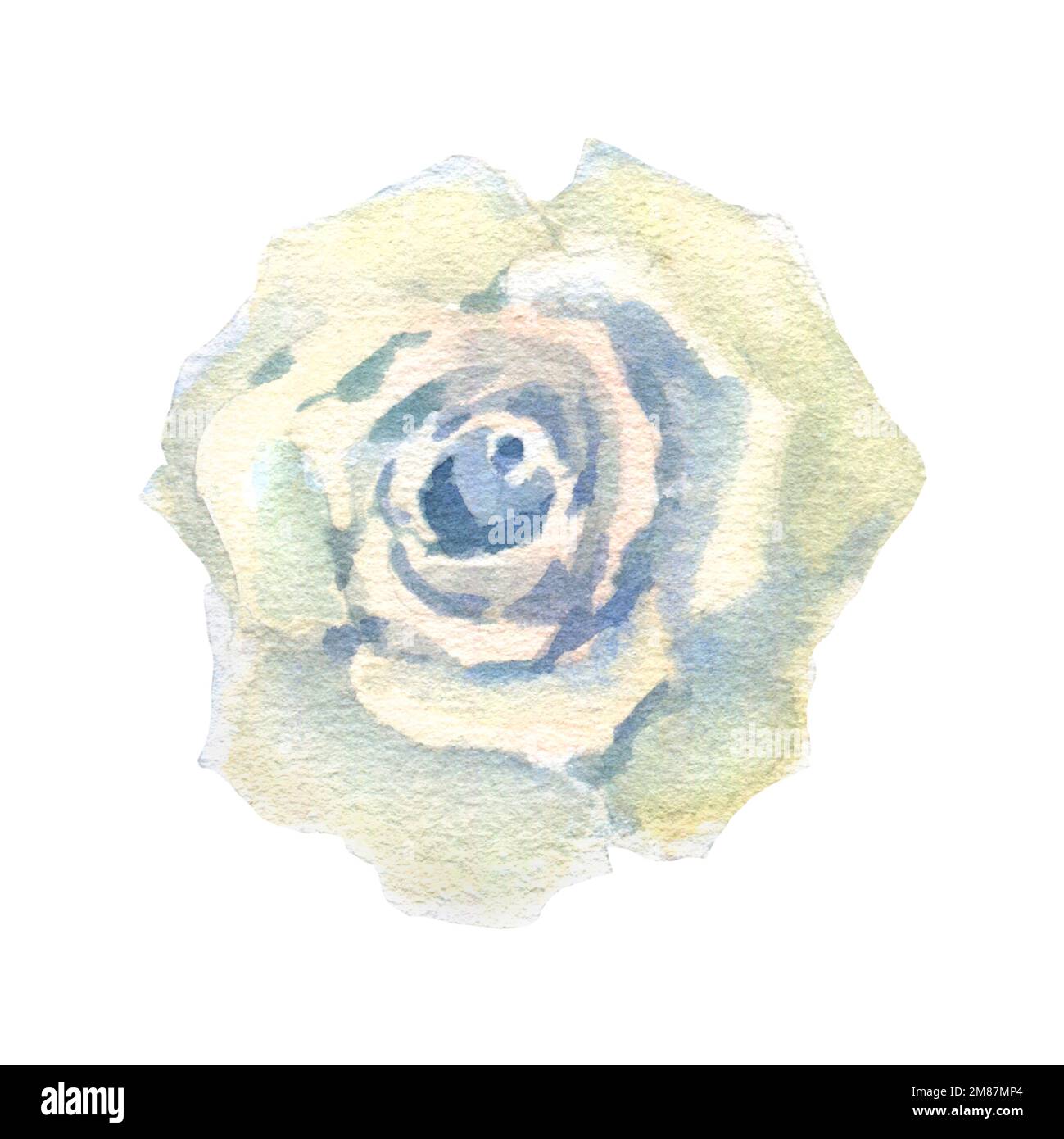 Wildflower blue rose flower in a watercolor style isolated on white ...