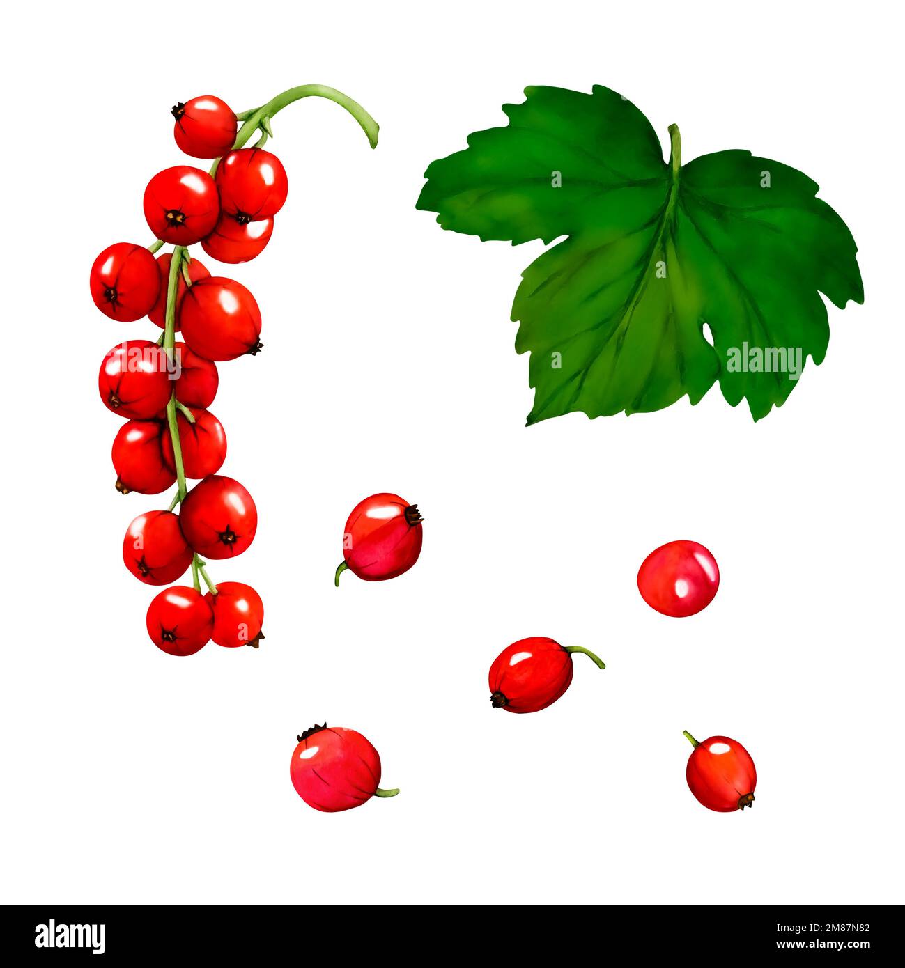 Watercolor set of red ripe currant berries isolated on white background ...