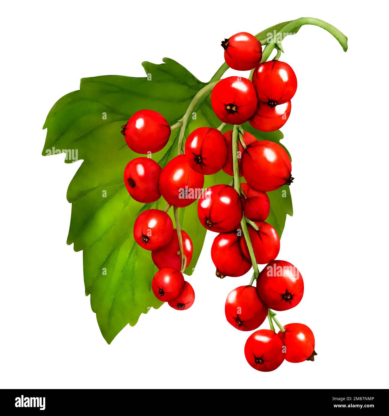 Red currant wallpaper Cut Out Stock Images & Pictures - Alamy