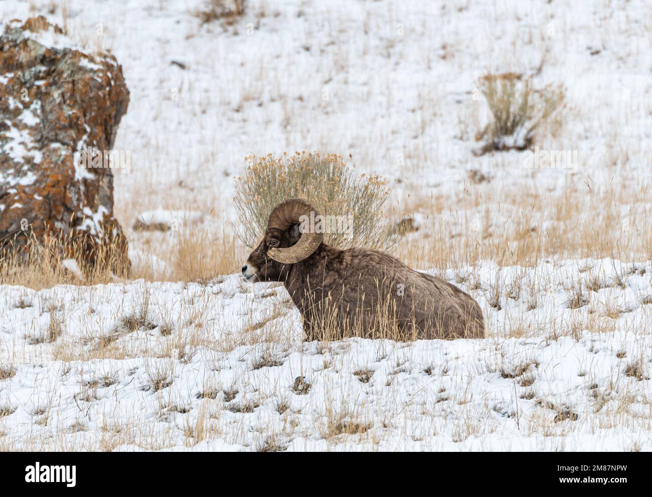Big Horn Sheep in Montana Stock Photo - Alamy