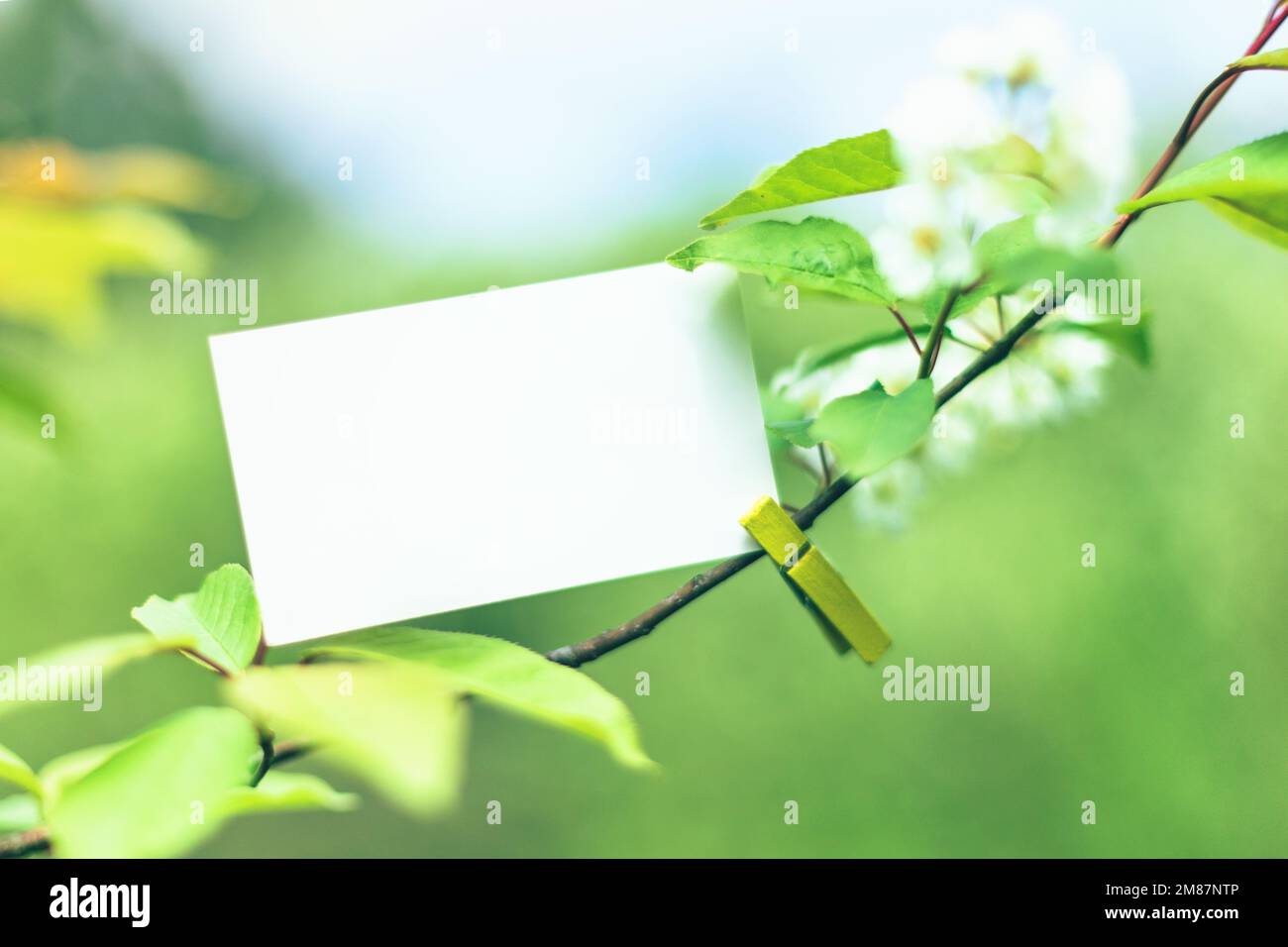 Blank paper card hi-res stock photography and images - Alamy