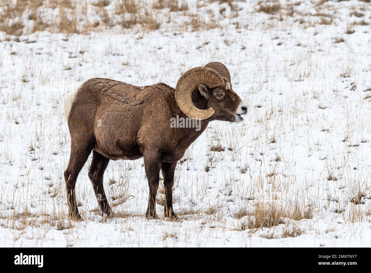 Big Horn Sheep in Montana Stock Photo - Alamy