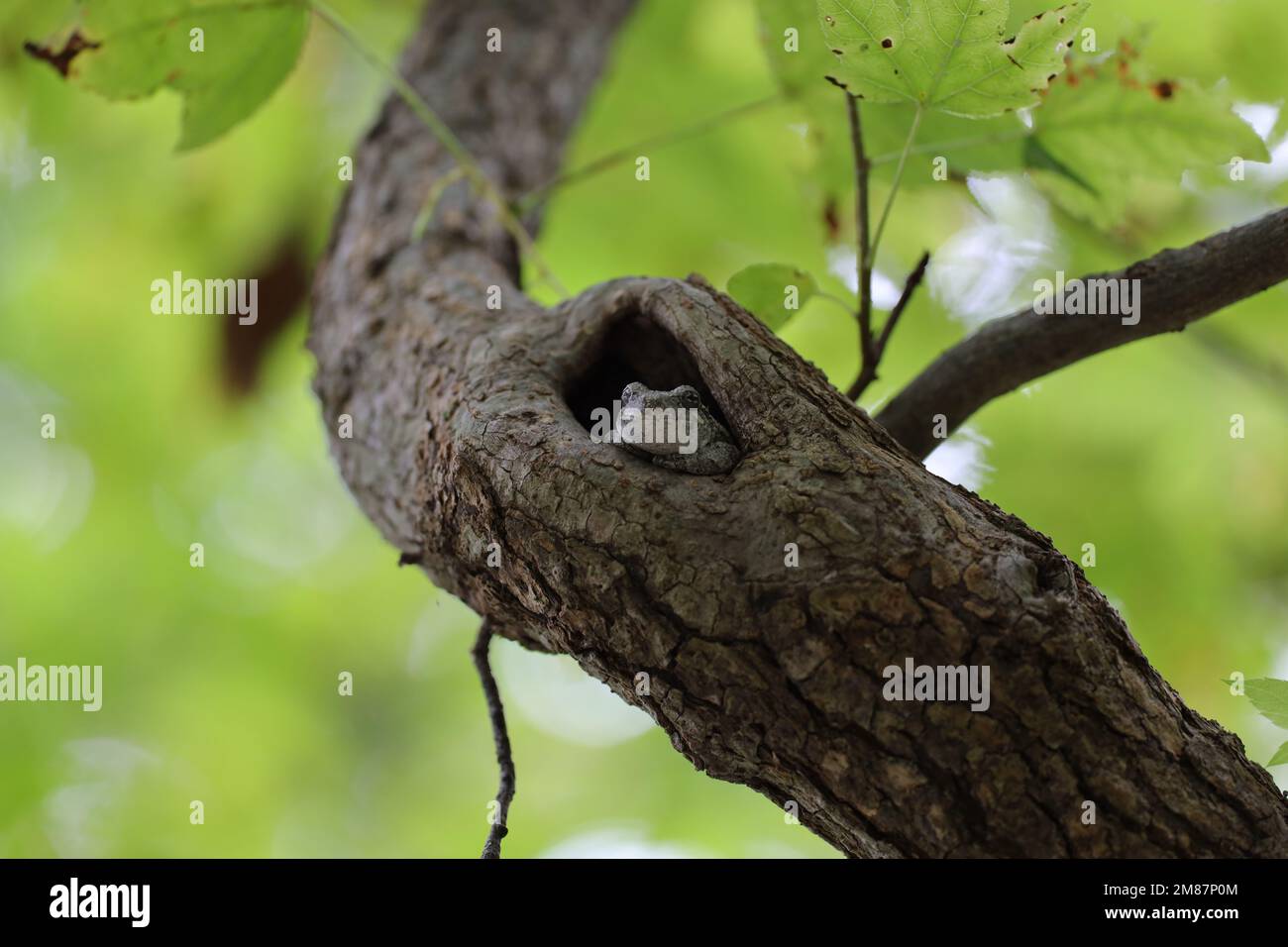 A closeup of a frog hiding in a tree hole with green nature background ...