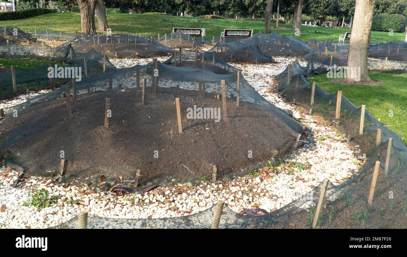 Landscaping public parks in Istanbul Turkey. Planting flowers for ...