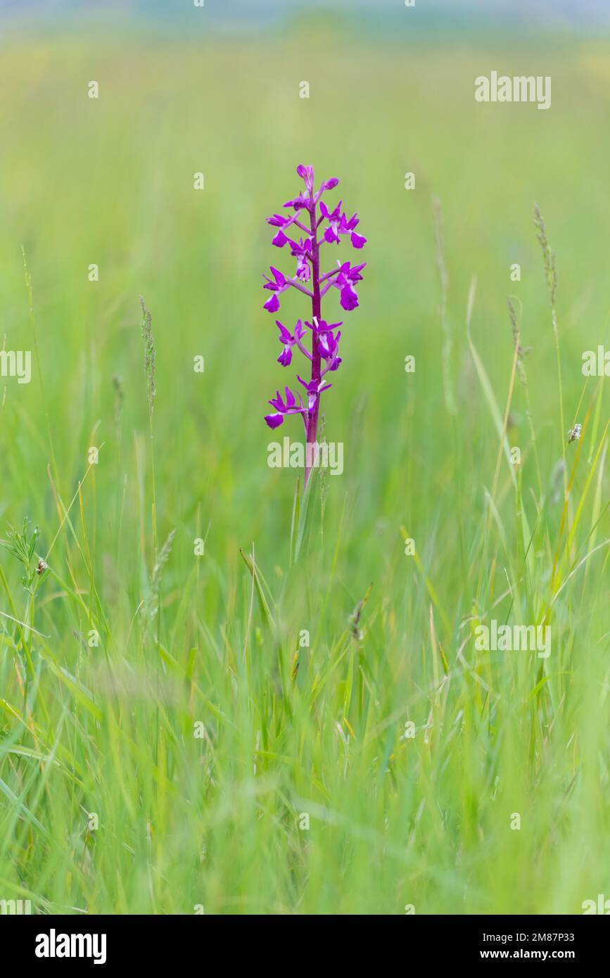Anacamptis laxiflora - Lax-flowered Orchid growing in a Spring meadow ...
