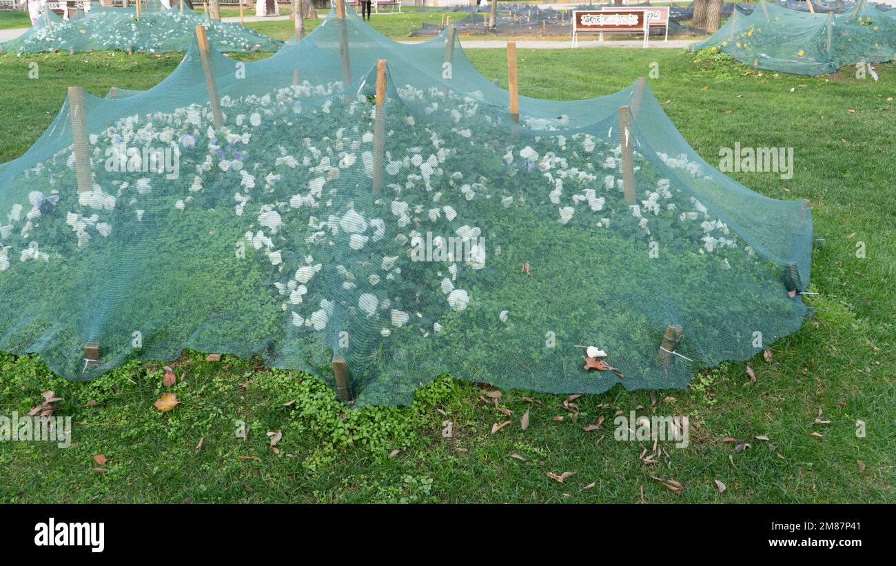 Landscaping public parks in Istanbul Turkey. Planting flowers for ...