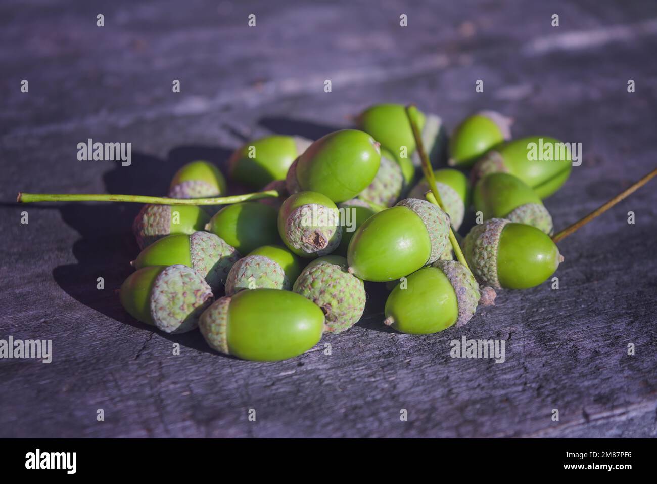 A bunch of green oak acorns on the background of an old wooden texture ...