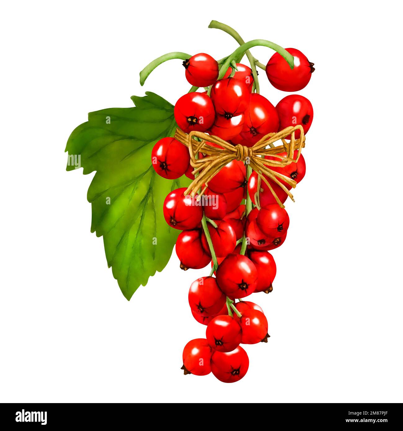 Watercolor set of red ripe currant berries isolated on white background ...