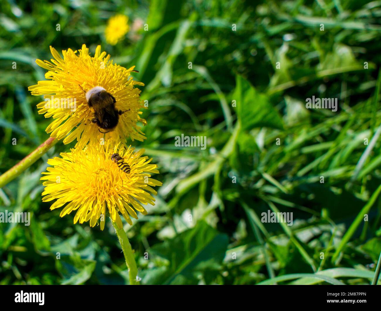 Bumblebee collecting pollen in two yellow dandelion flower with ...