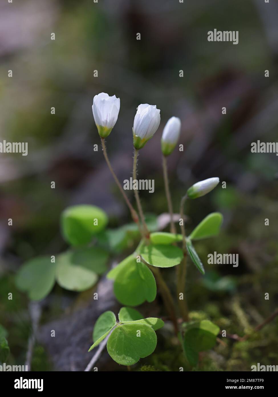 Oxalis acetosella, commonly known as Wood Sorrel or Common Wood-sorrel ...