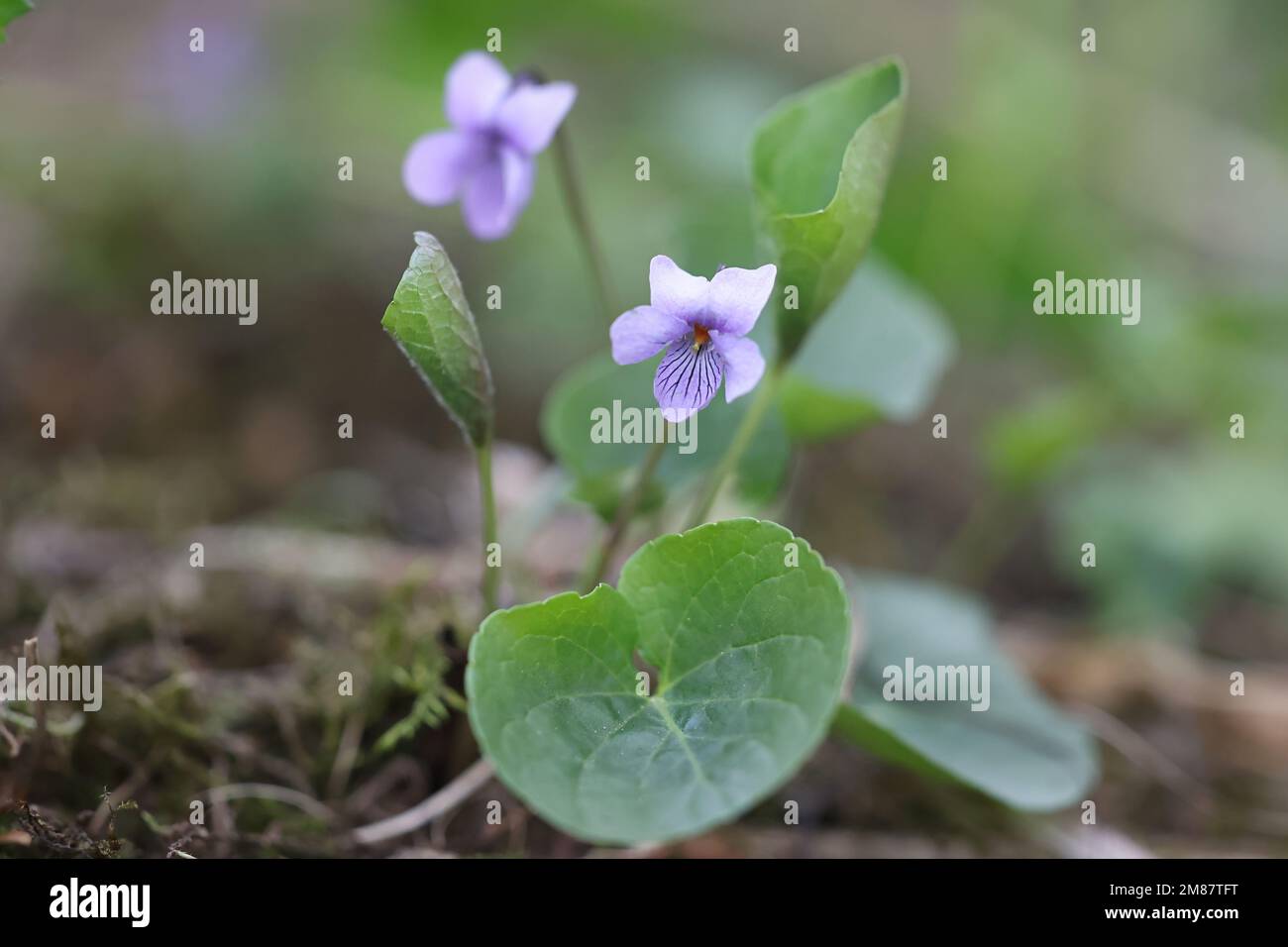 Viola epipsila, commonly known as Dwarf marsh violet or Northern marsh ...