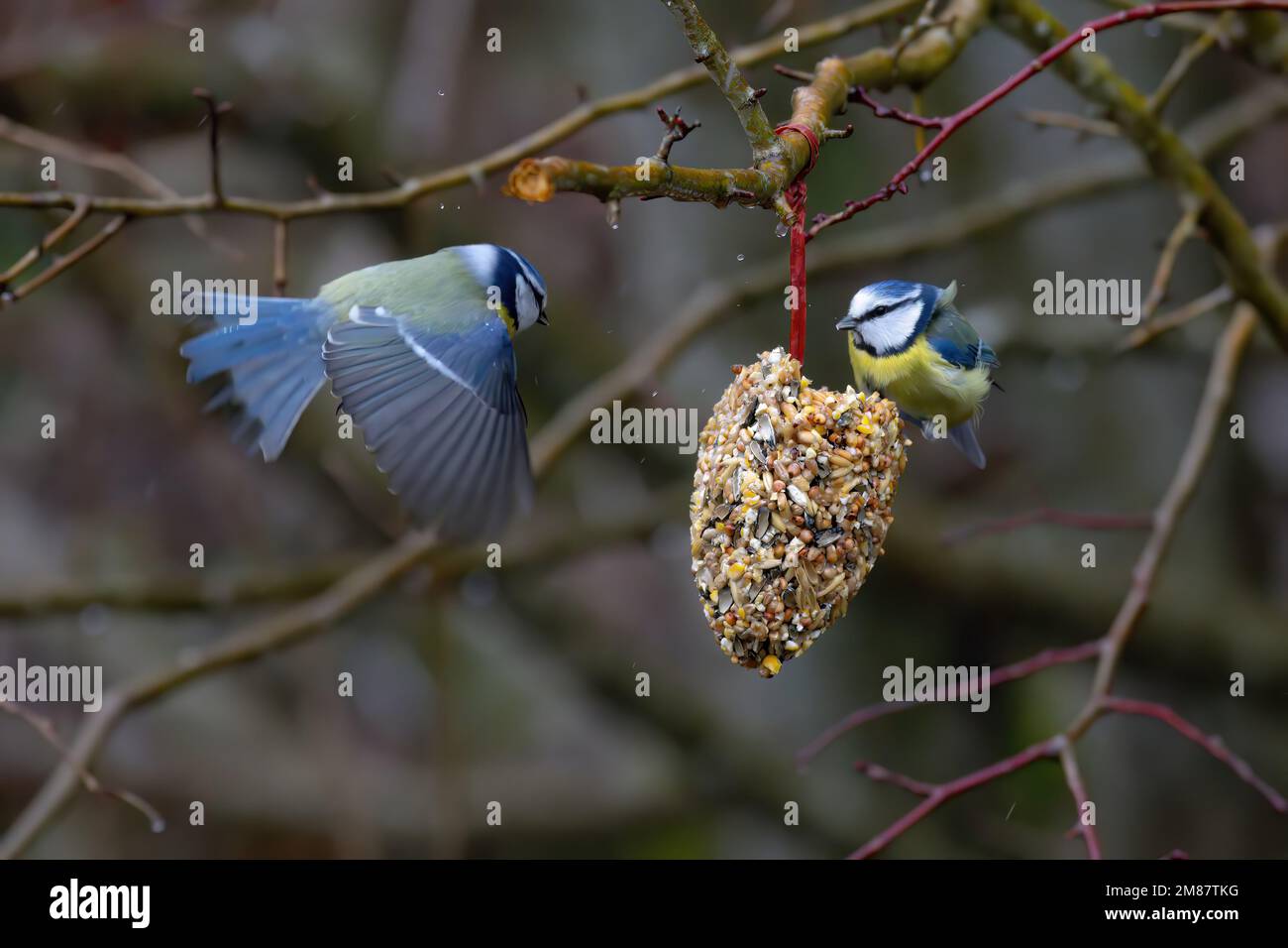blue titmouse flying to bird food where another tit is waiting Stock ...