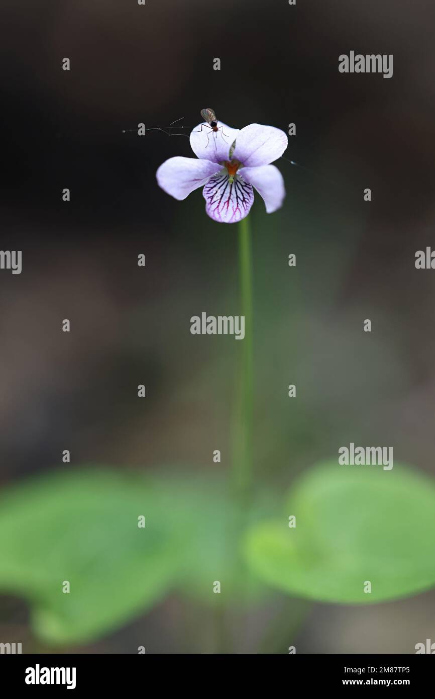 Viola palustris, commonly known as Marsh Violet, wild flower from ...