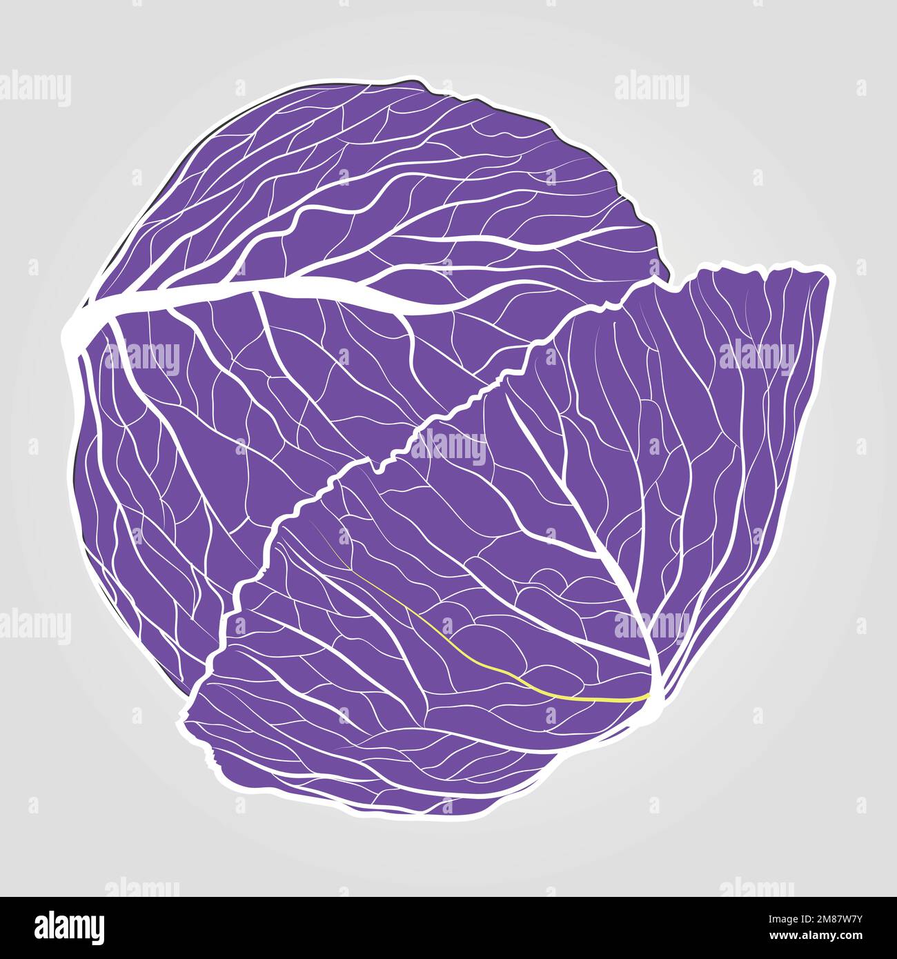 Hand drawn vector illustration - sea Cabbage leaf with leaf vector ...