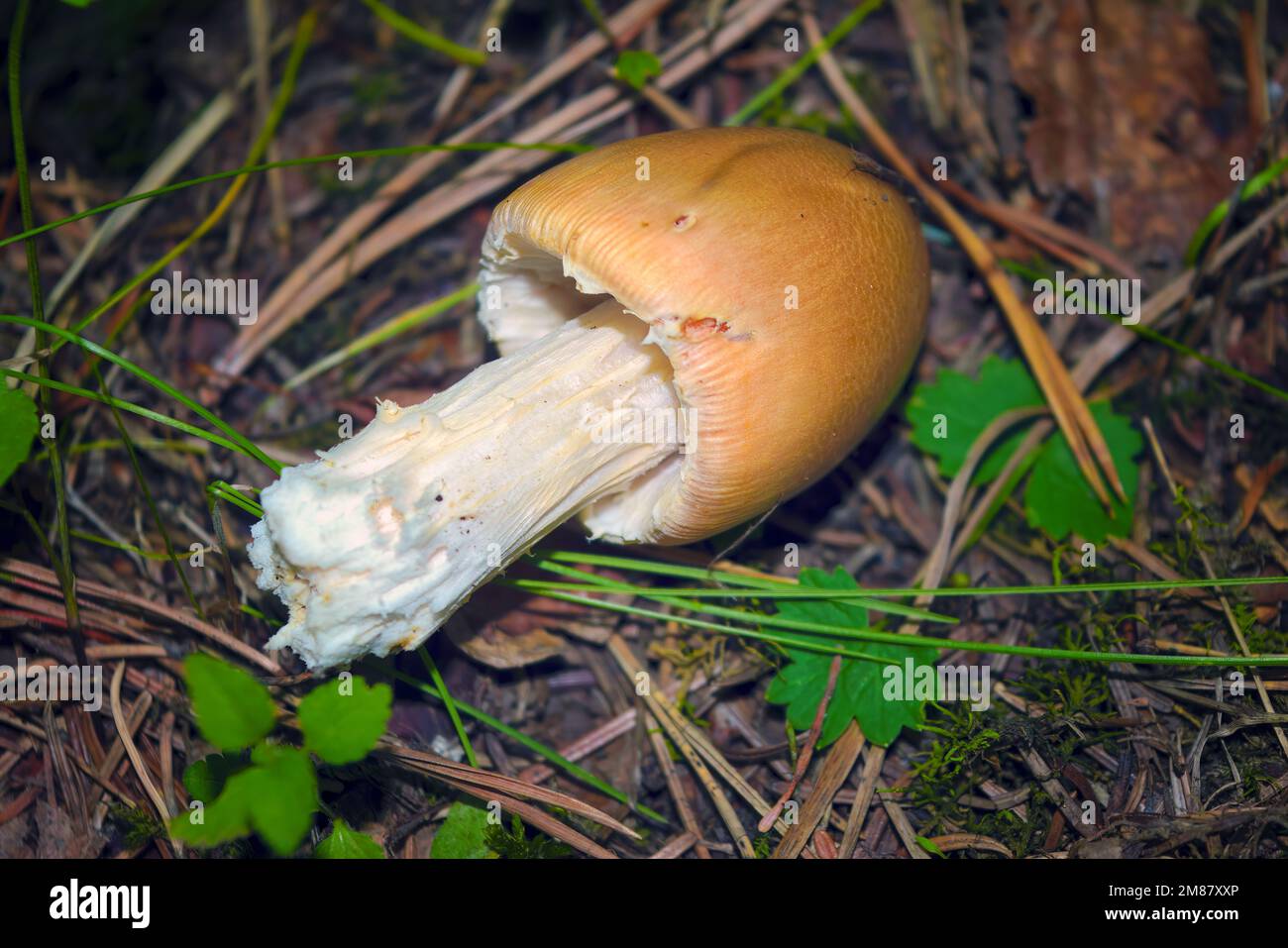 Amanita crocea lat. Amanita crocea is a mushroom from the genus Amanita ...