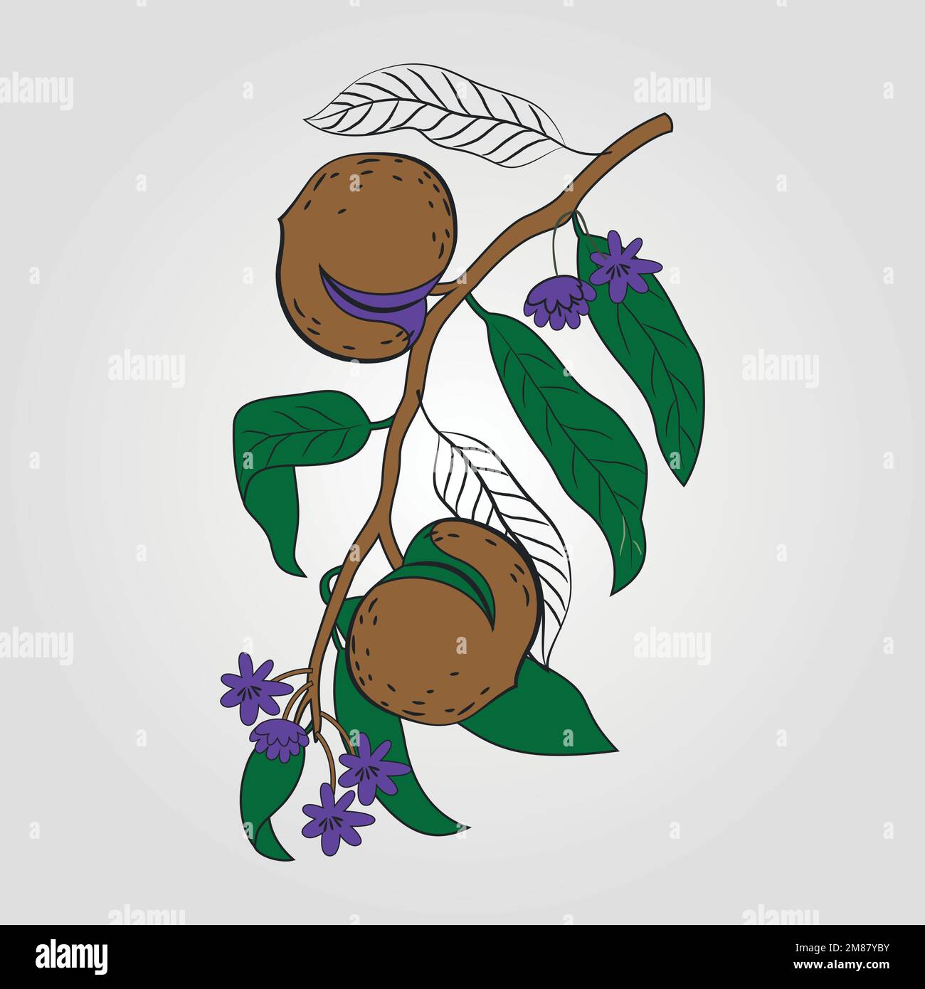Hand drawn vector illustration - walnuts with leaf vector. Blossom ...