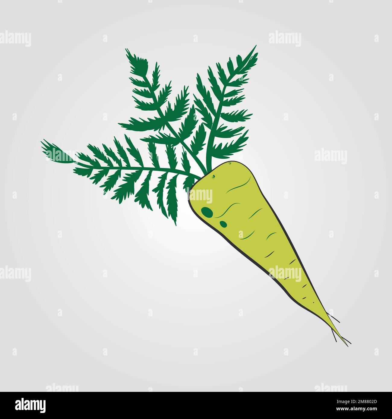 Hand drawn vector illustration - sea radish with leaf vector. Blossom ...