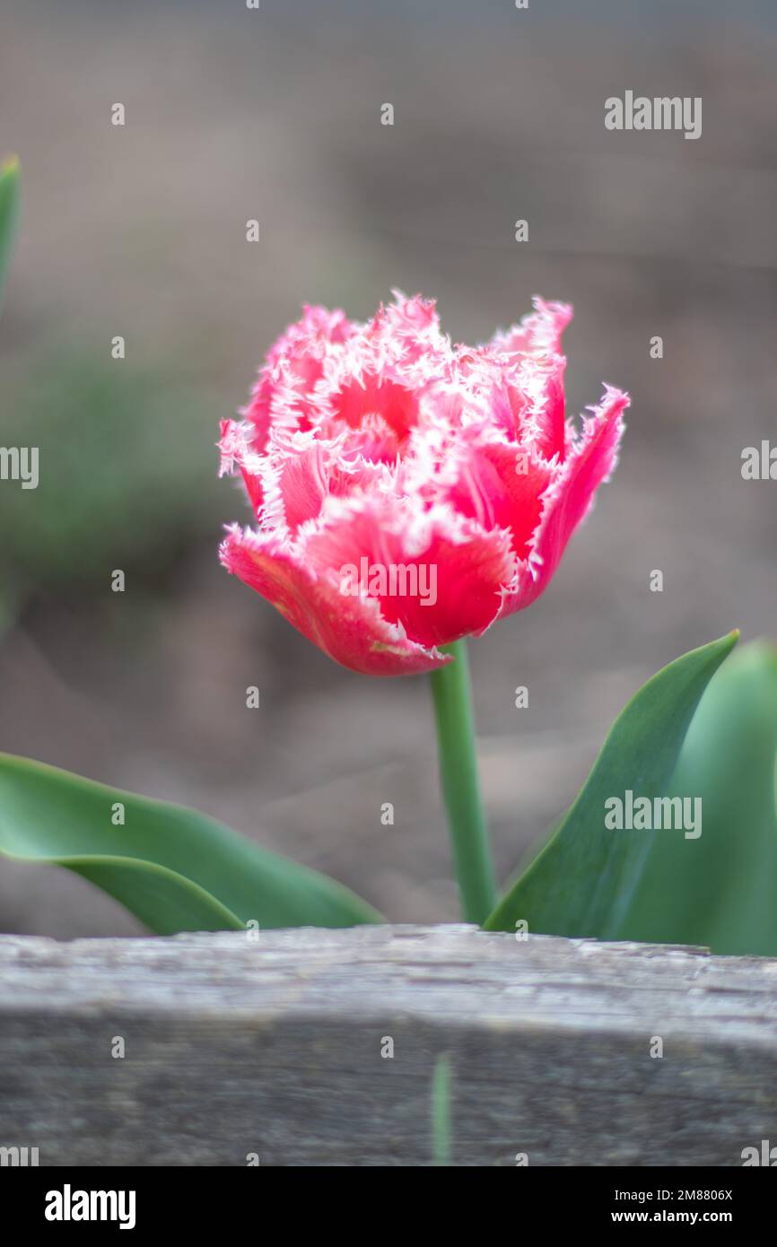 Fringed tulip brest hi-res stock photography and images - Alamy