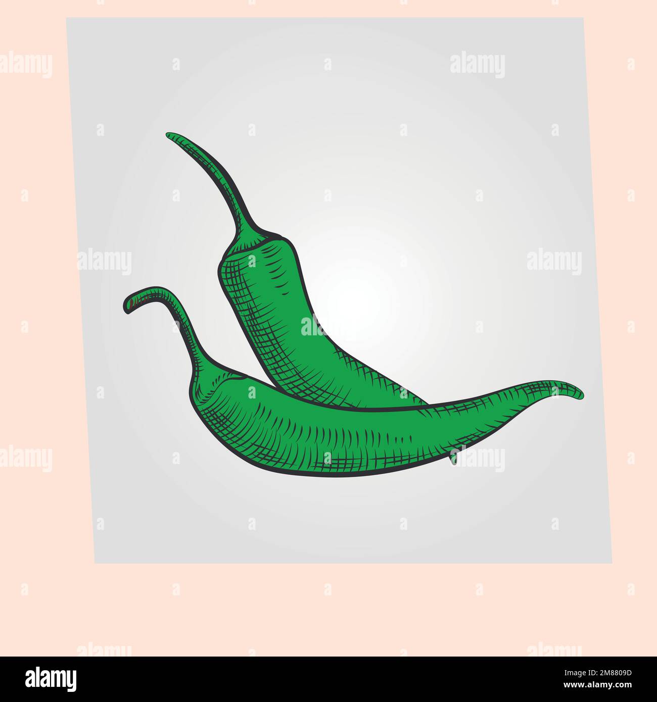 Hand drawn vector illustration - Green chili vector. Blossom plant with ...
