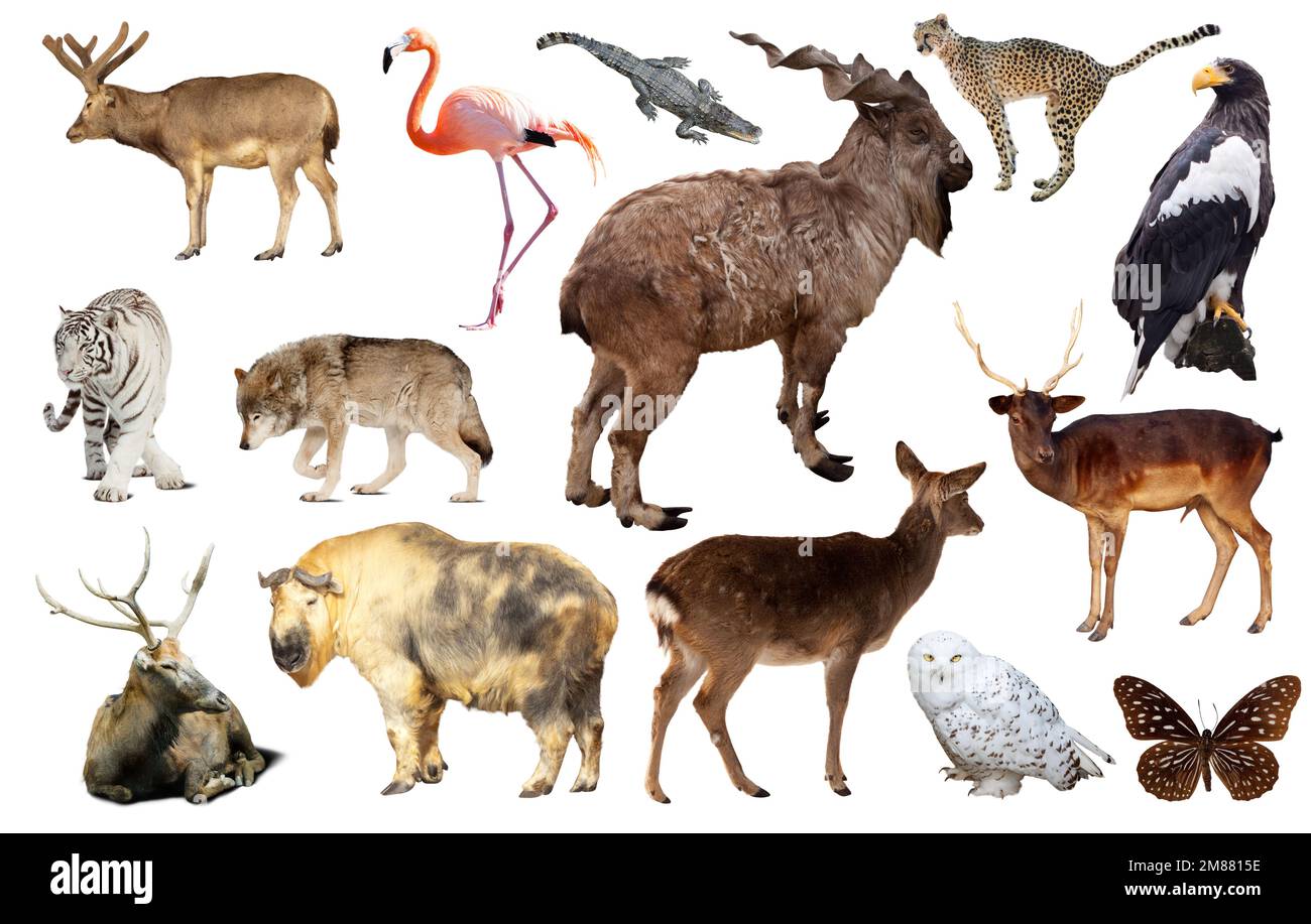 asia animals isolated Stock Photo - Alamy