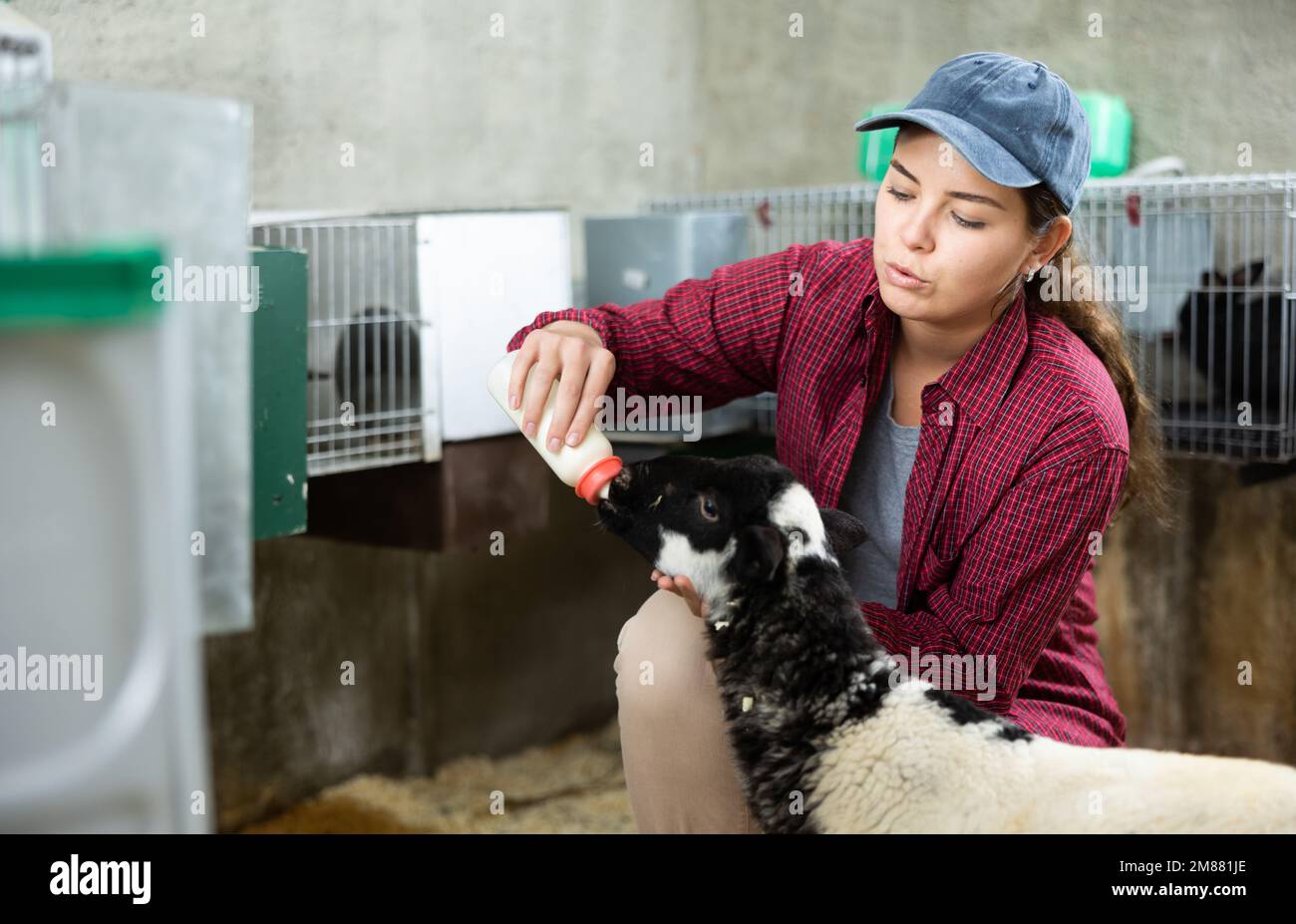 German farm woman sheep hi-res stock photography and images - Alamy