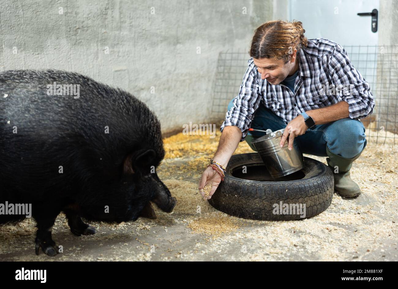 Farmer taking care of pig Stock Photo - Alamy