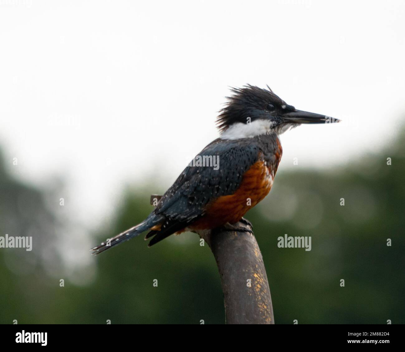 A closeup shot of a kingfisher bird perched on a metal pipe Stock Photo ...