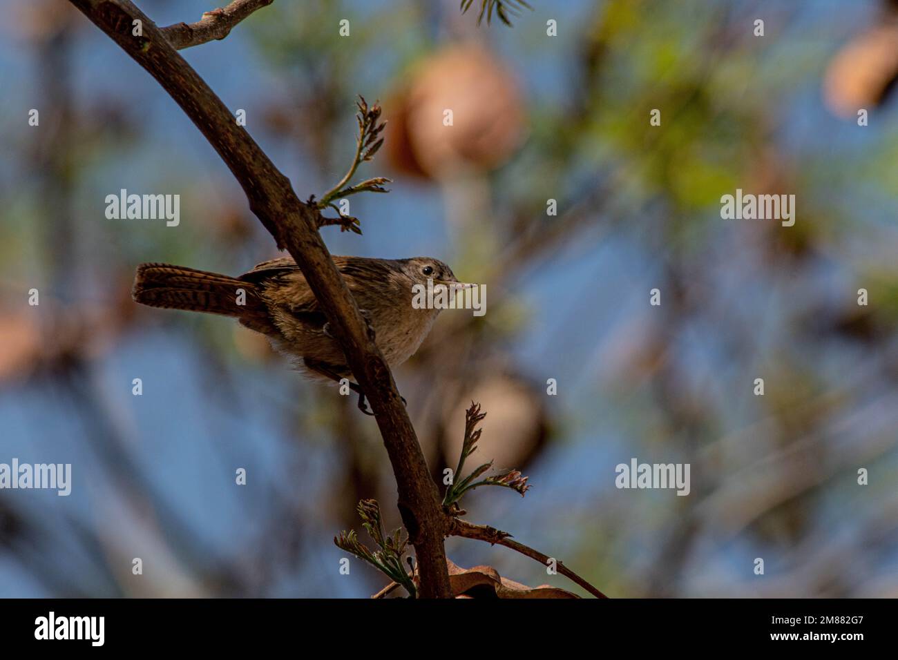 A closeup shot of a wren bird perched on a tree branch Stock Photo - Alamy