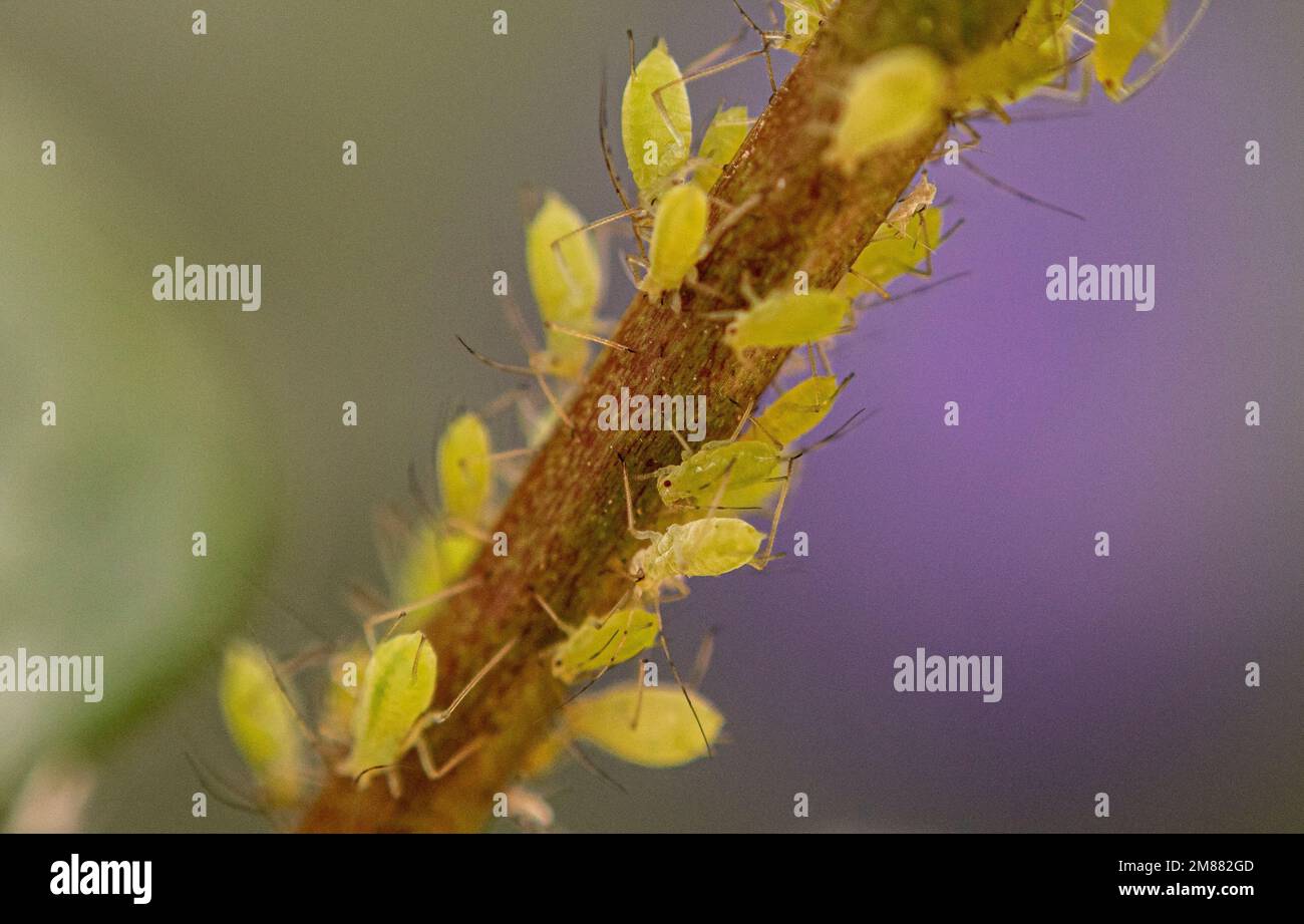 Aphids insects hi-res stock photography and images - Alamy
