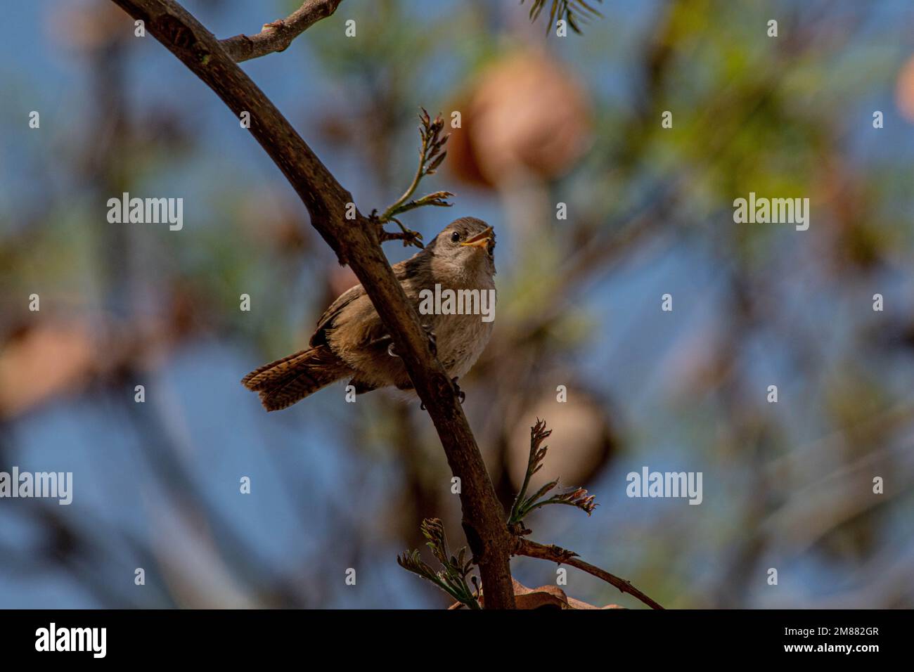 A closeup shot of a wren bird perched on a tree branch Stock Photo - Alamy