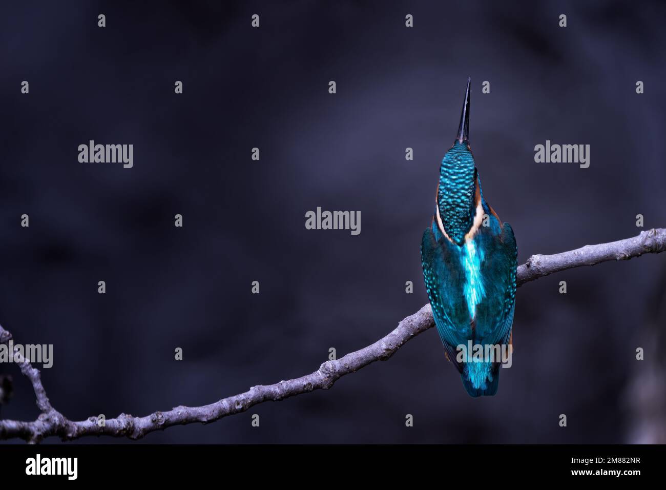 kingfisher view from above, amazing colors Stock Photo - Alamy